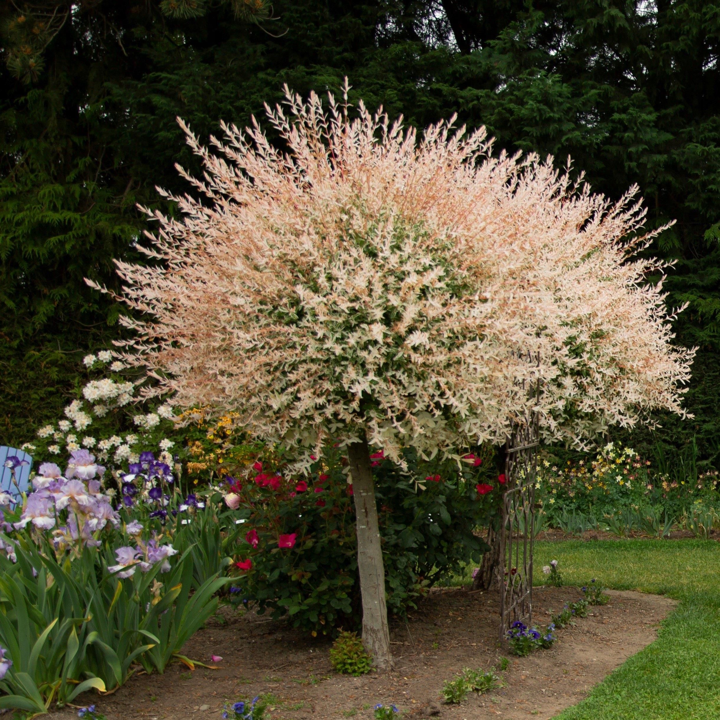 Wierzba Całolistna Hakuro Nishiki 3L Pienna - Ceny i opinie - Ceneo.pl