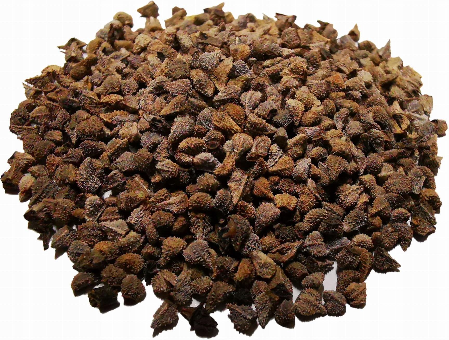 Żmijowiec Babkowaty Nasiona 100 Gram - Ceny i opinie - Ceneo.pl