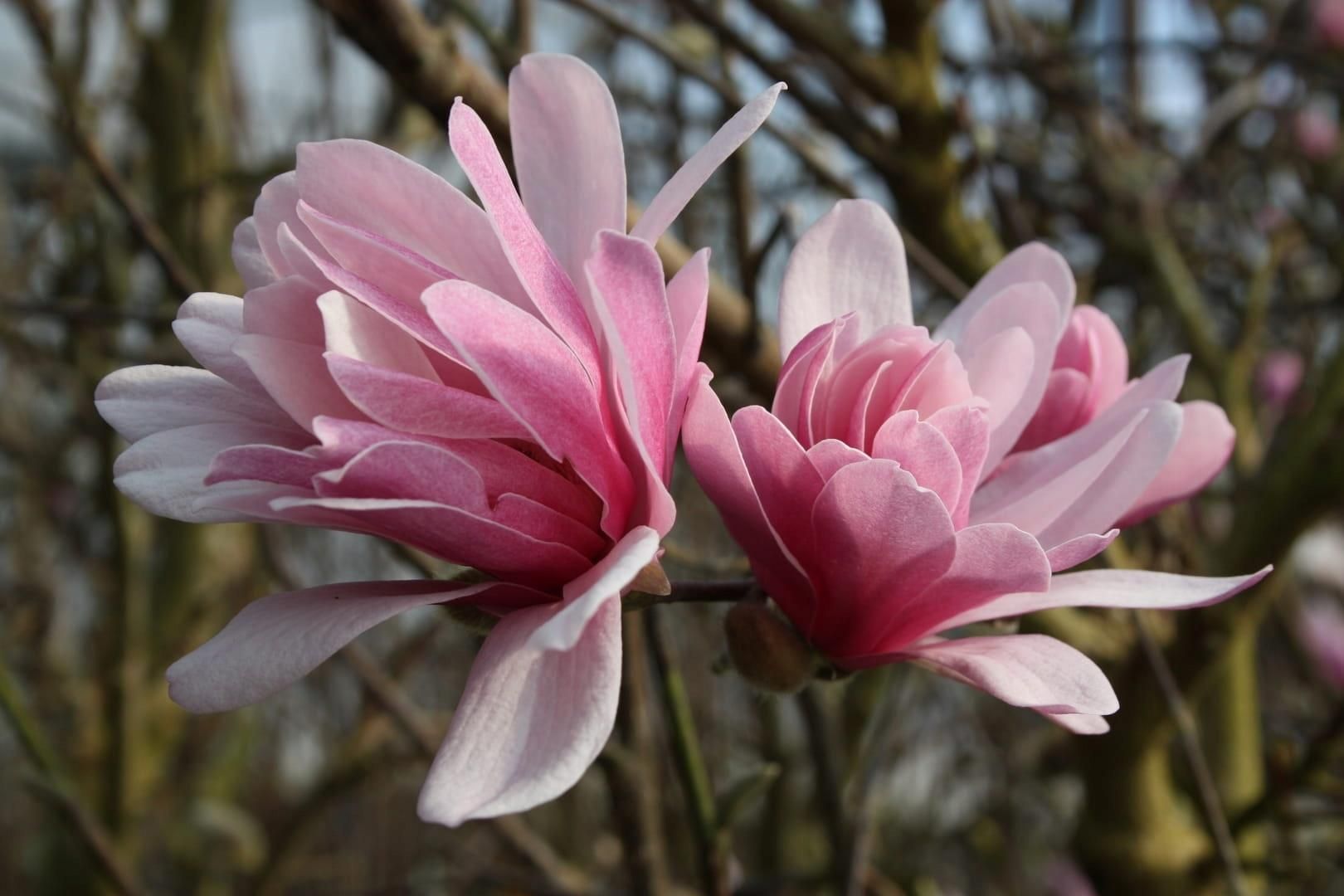 Magnolia Raspberry Fun Różowa Obfite Kwitnienie - Ceny i opinie - Ceneo.pl