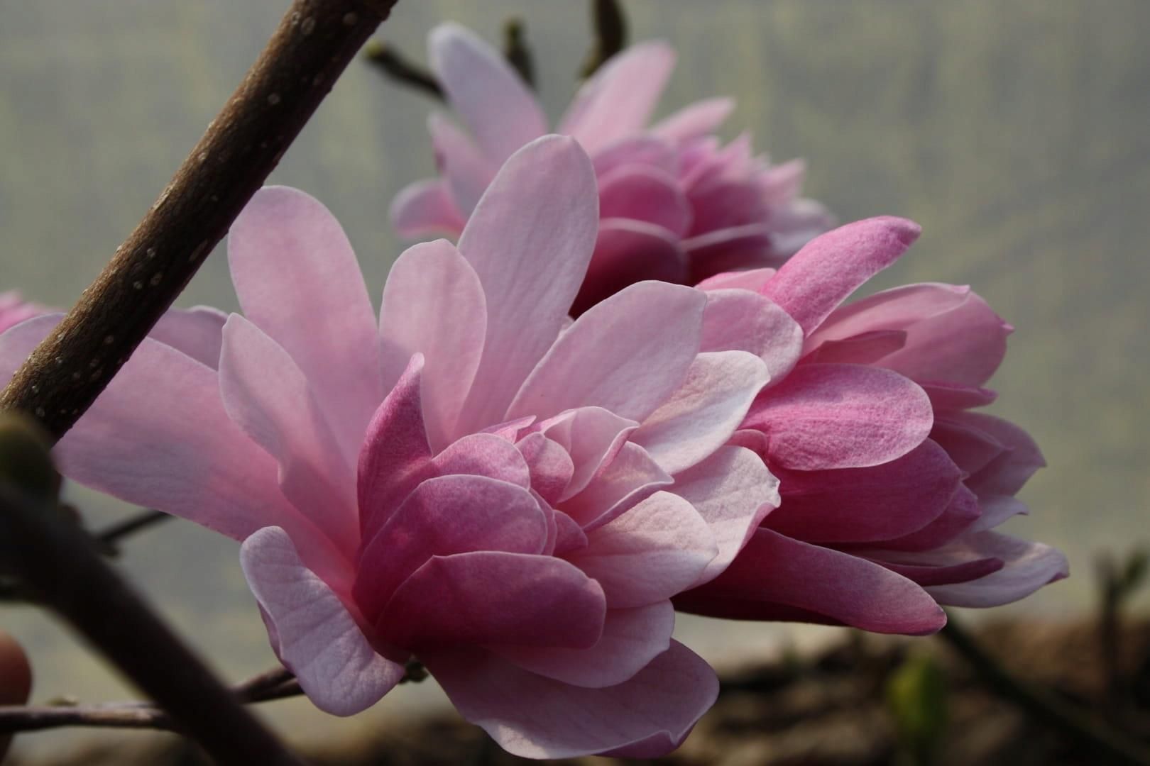 Magnolia Raspberry Fun Różowa Obfite Kwitnienie - Ceny i opinie - Ceneo.pl