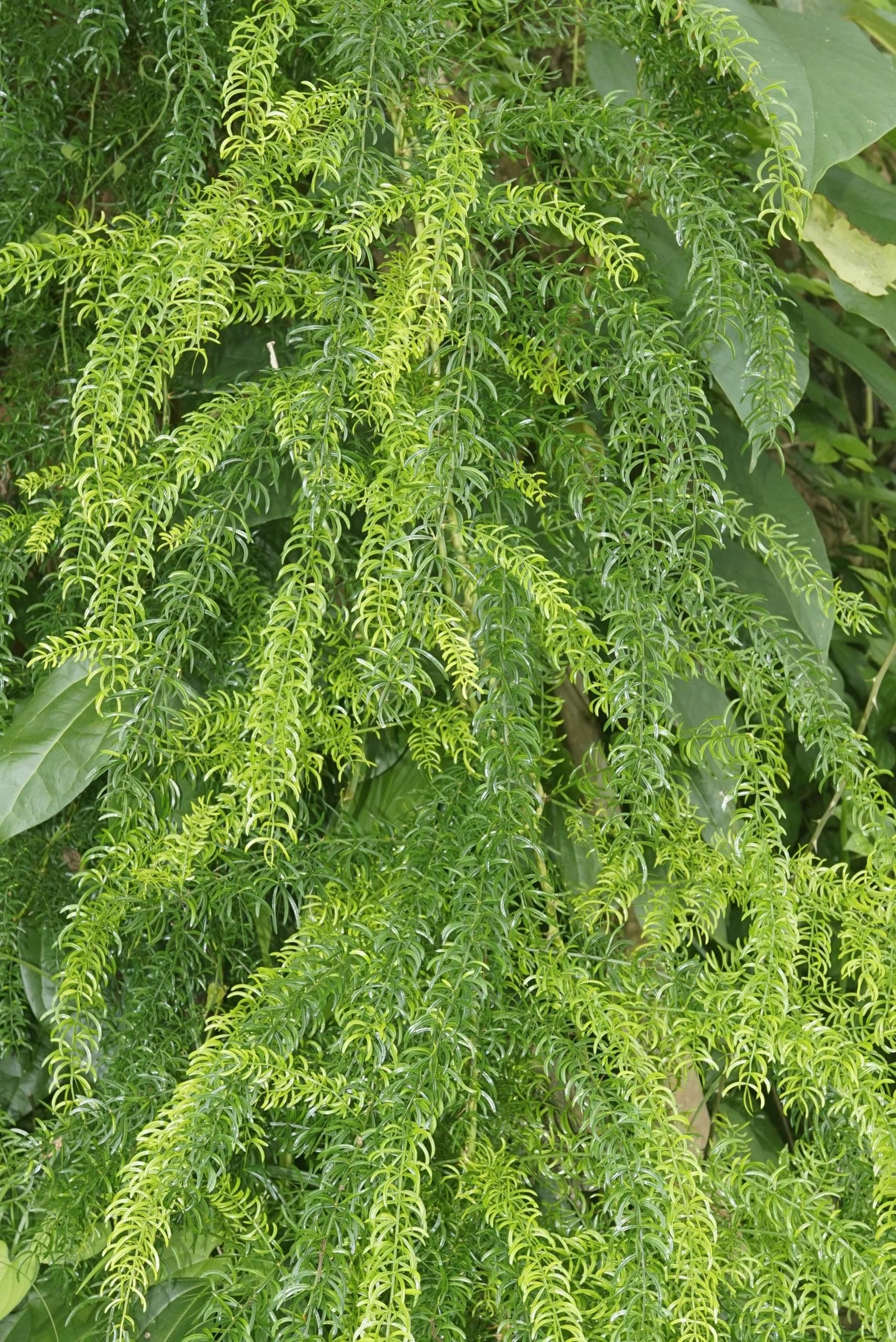 Shatavari Szparag Indyjski Adaptogen Nasiona - Ceny i opinie - Ceneo.pl