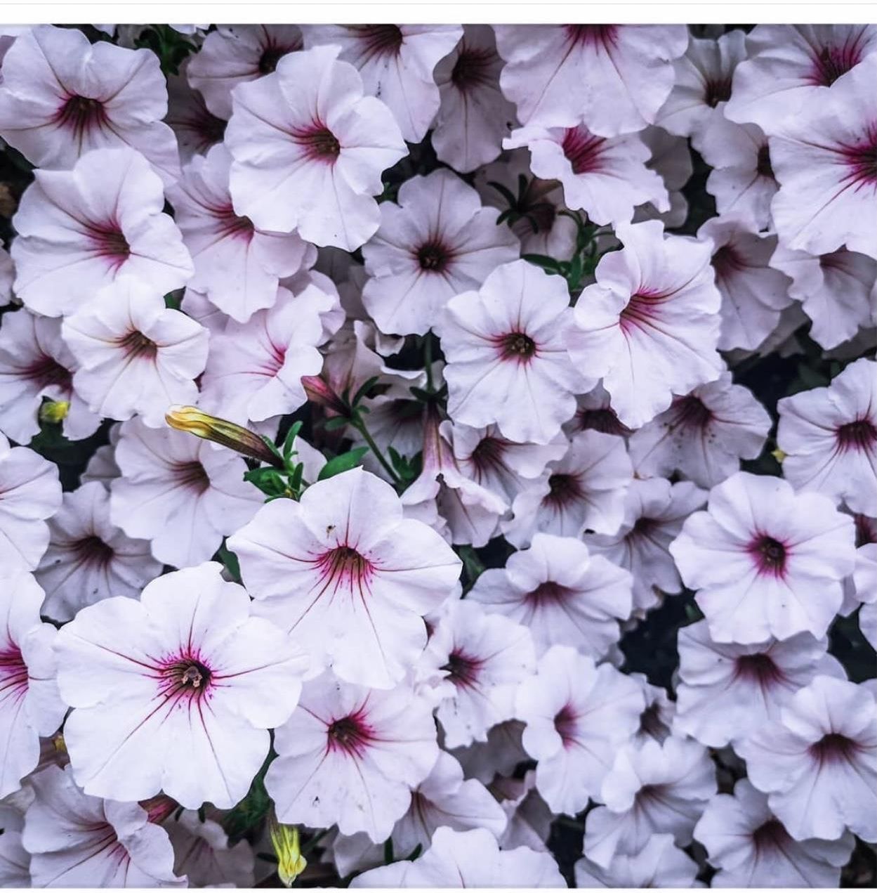 Supertunia Vista Silverberry - Ceny i opinie - Ceneo.pl