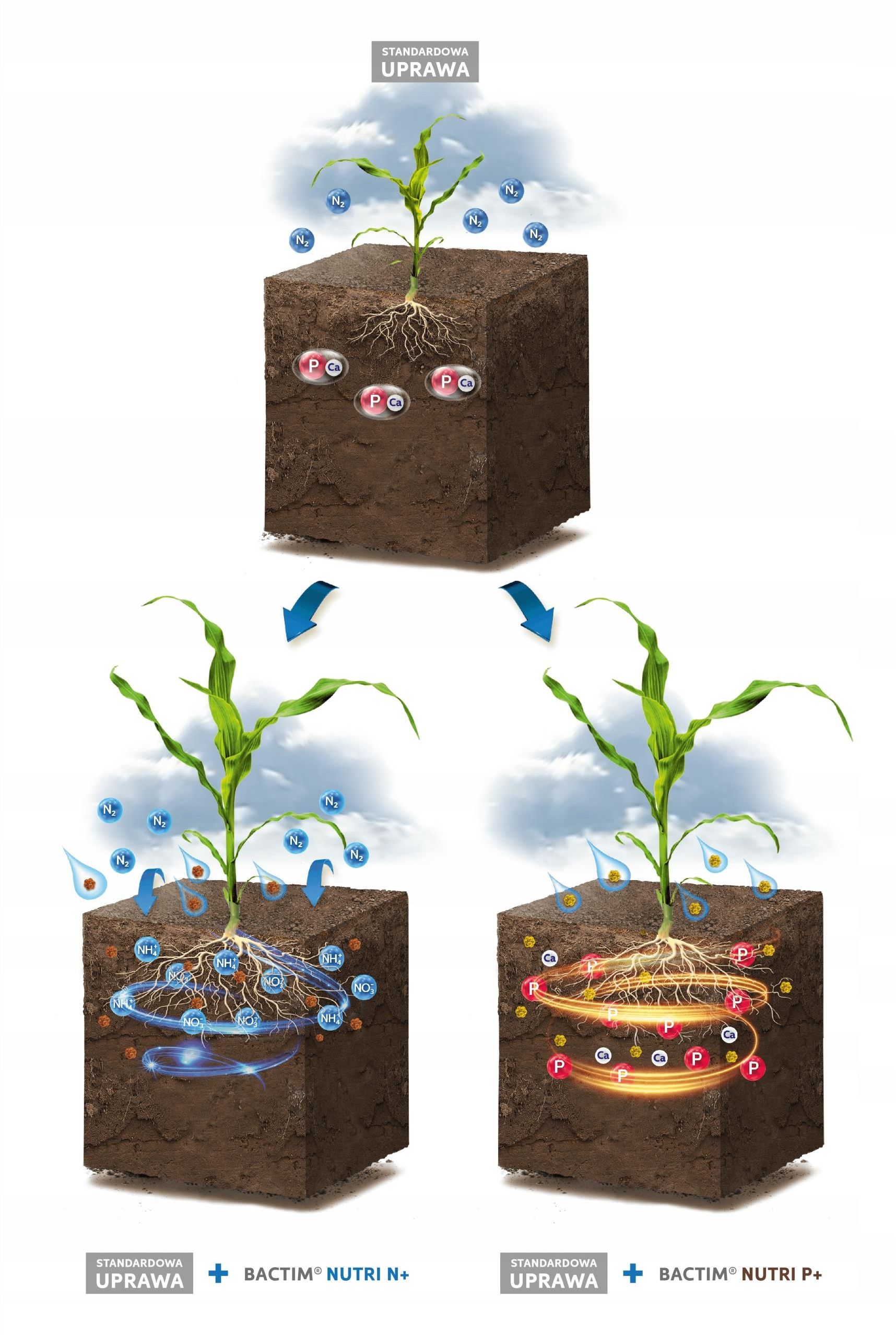 Nawóz Bactim Nutri Pak N+1L, P+ 5L Intermag Wiążace Azot - Ceny i ...