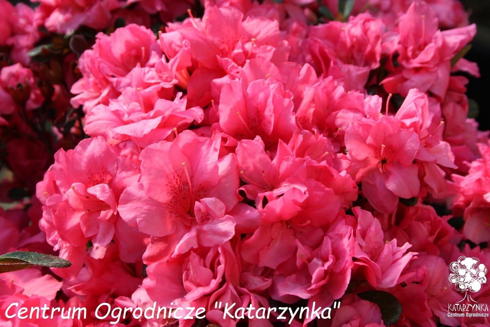 Azalia Japońska Rokoko Ciemnoróżowe Kwiaty - Ceny i opinie - Ceneo.pl