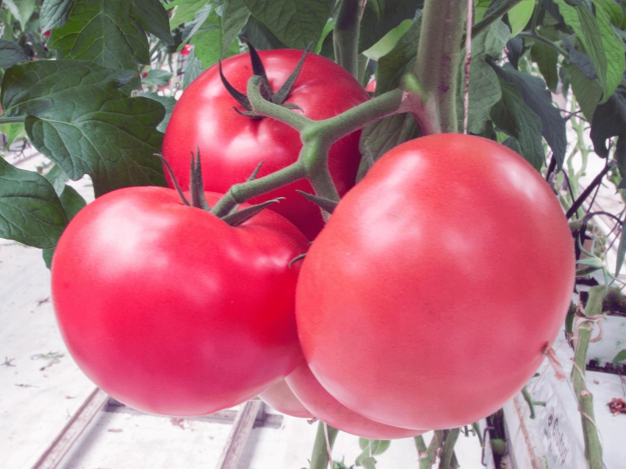 Pomidor malinowy wczesny Katy Rose rozsada P9 - Ceny i opinie - Ceneo.pl