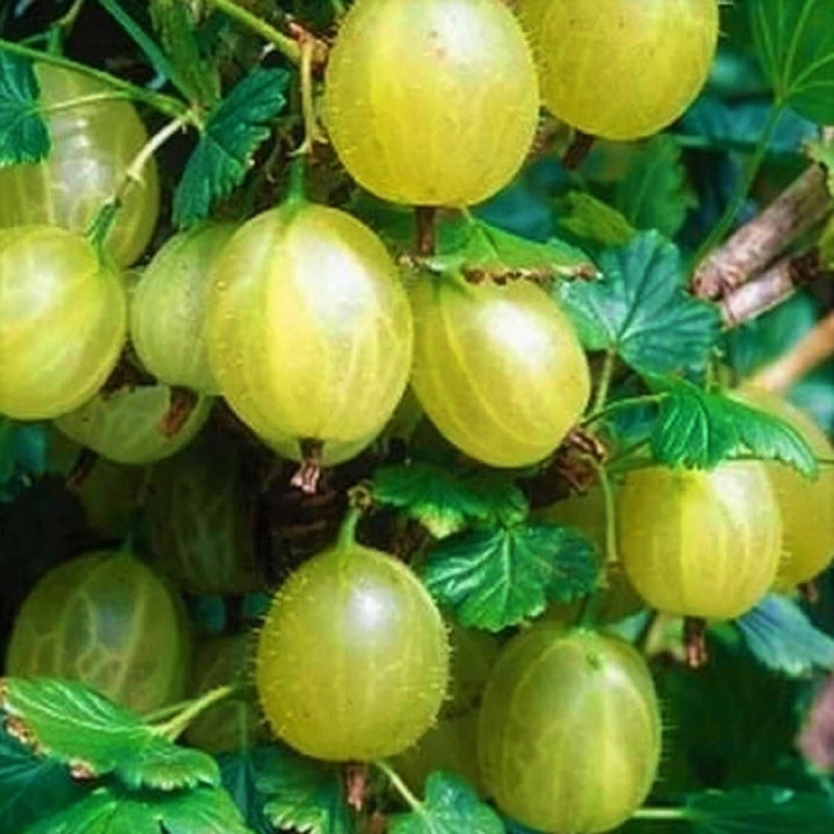 Agrest Biały Krzaczasty Obfite Plony Sadzonka - Ceny i opinie - Ceneo.pl