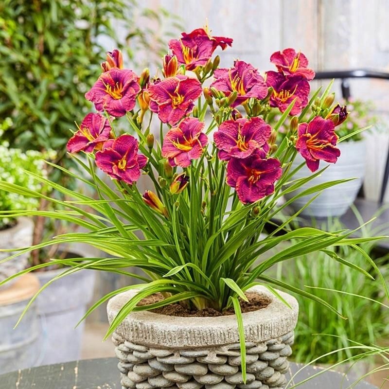 Liliowce Hemerocallis Younique Red Duży P12 - Ceny i opinie - Ceneo.pl