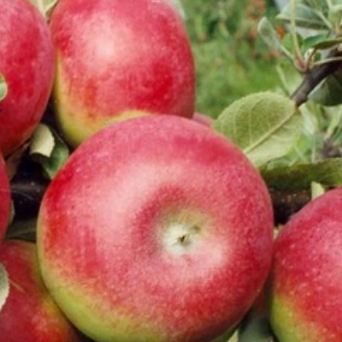 Jabłoń Freedom Parchoodporny - Ceny i opinie - Ceneo.pl