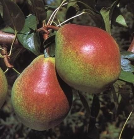 Grusza Klapsa Soczysta I Smaczna Karłowa - Ceny i opinie - Ceneo.pl