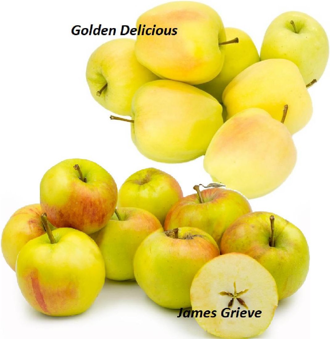 Duo Jabłoń Golden Delicious James Grive - Ceny i opinie - Ceneo.pl