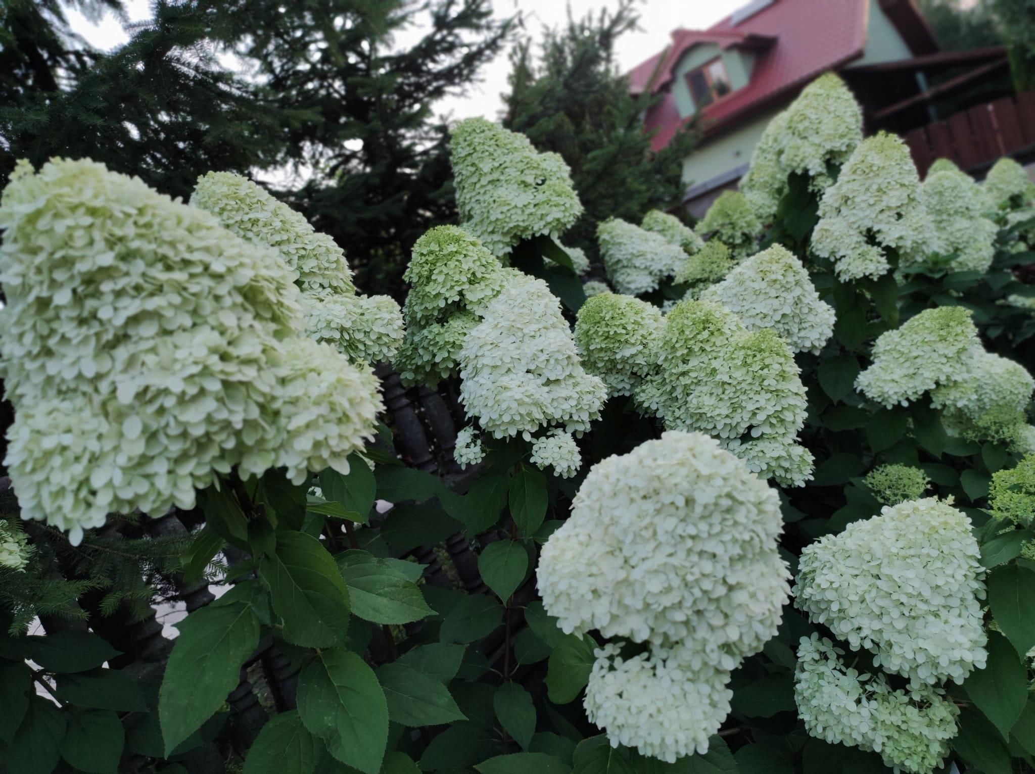 Hortensja Bukietowa Phantom Hydrangea 5L - Ceny i opinie - Ceneo.pl
