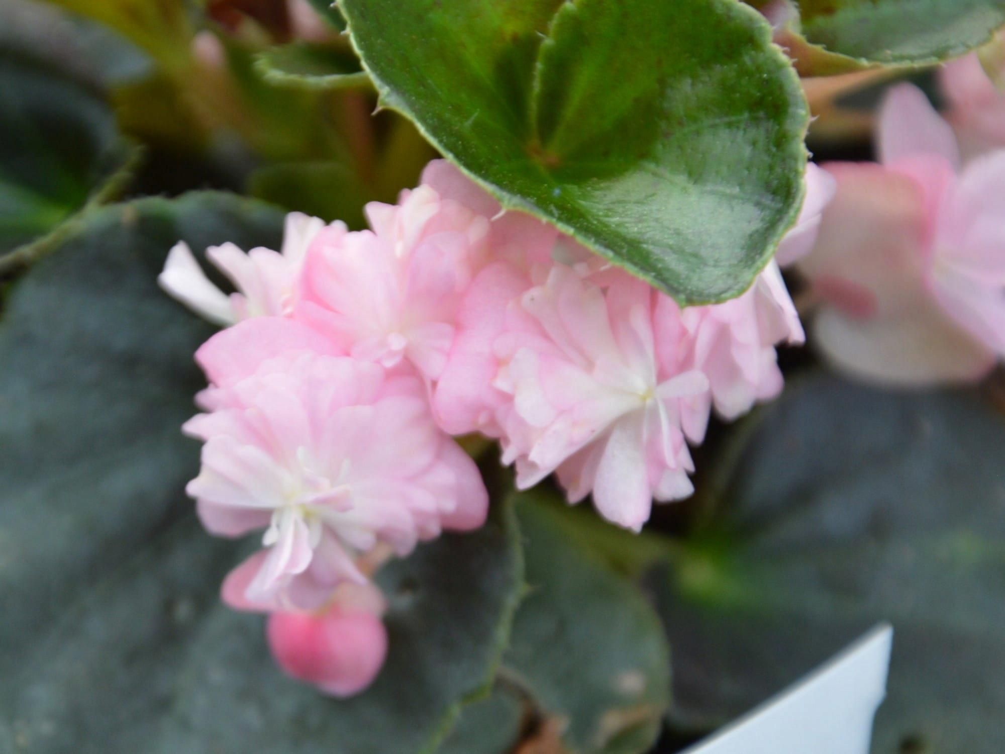Begonia Doublet Pink Różowe Kwiaty Długo Kwitnąca - Ceny i opinie ...
