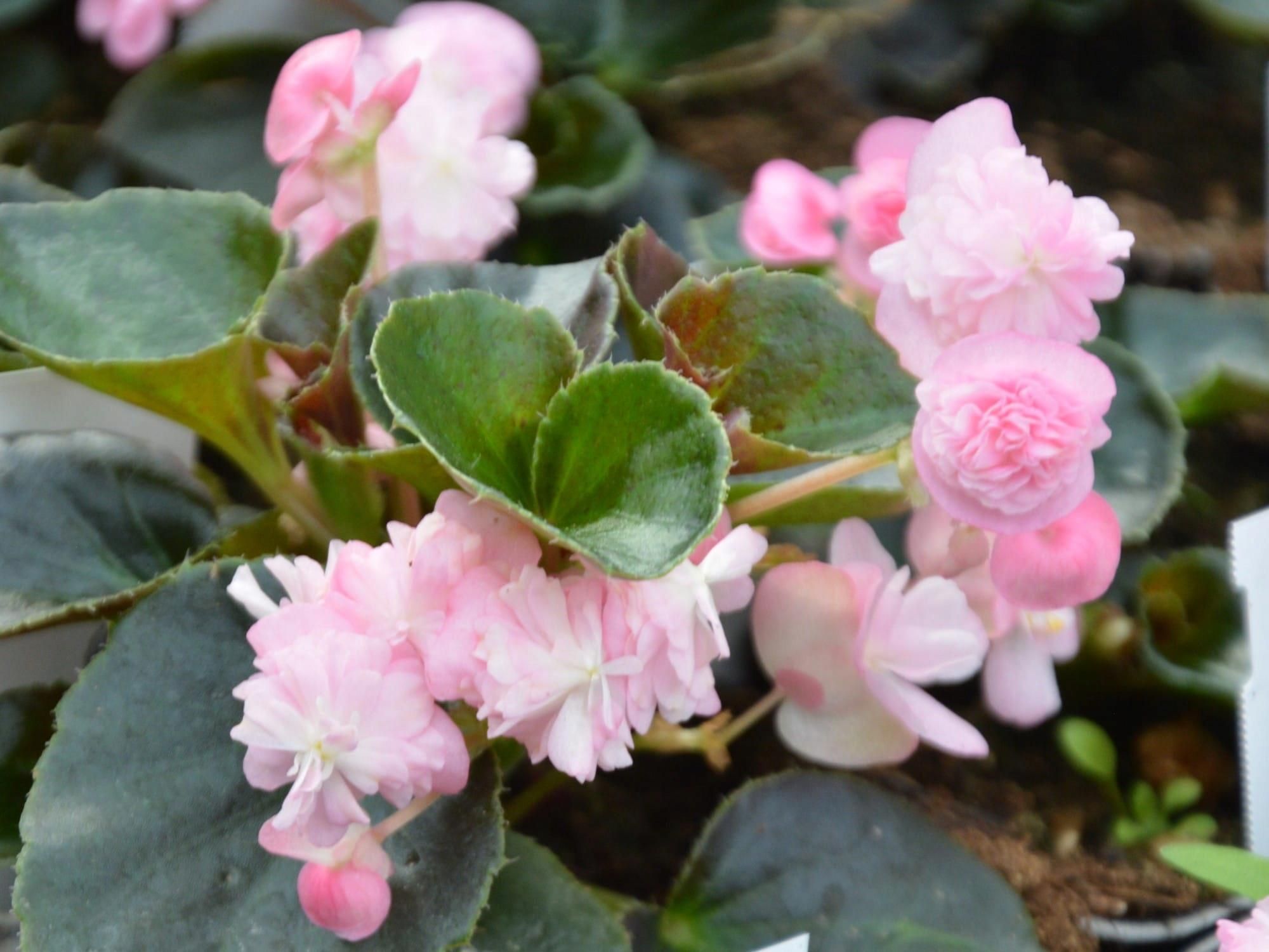 Begonia Doublet Pink Różowe Kwiaty Długo Kwitnąca - Ceny i opinie ...