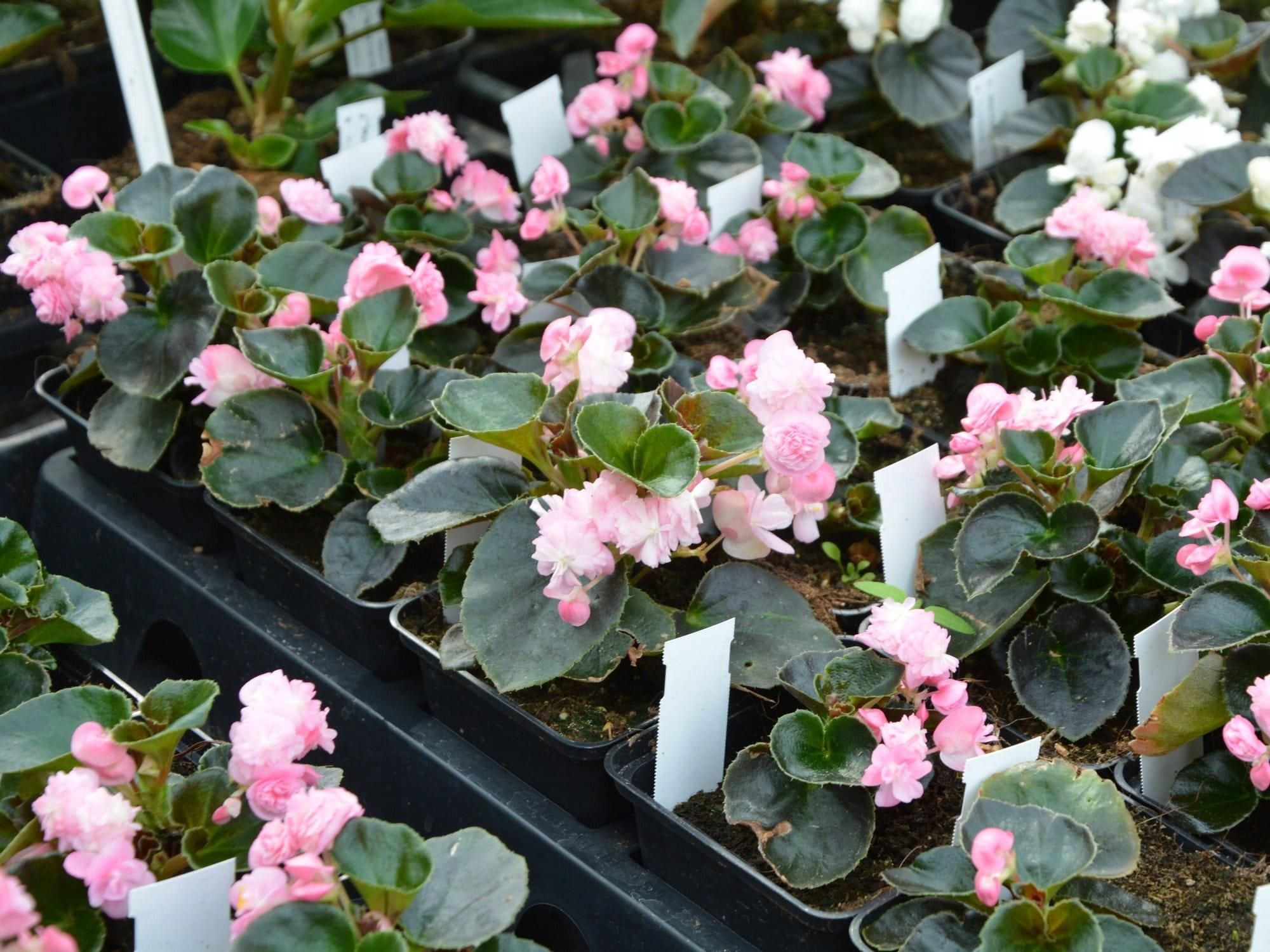 Begonia Doublet Pink Różowe Kwiaty Długo Kwitnąca - Ceny i opinie ...