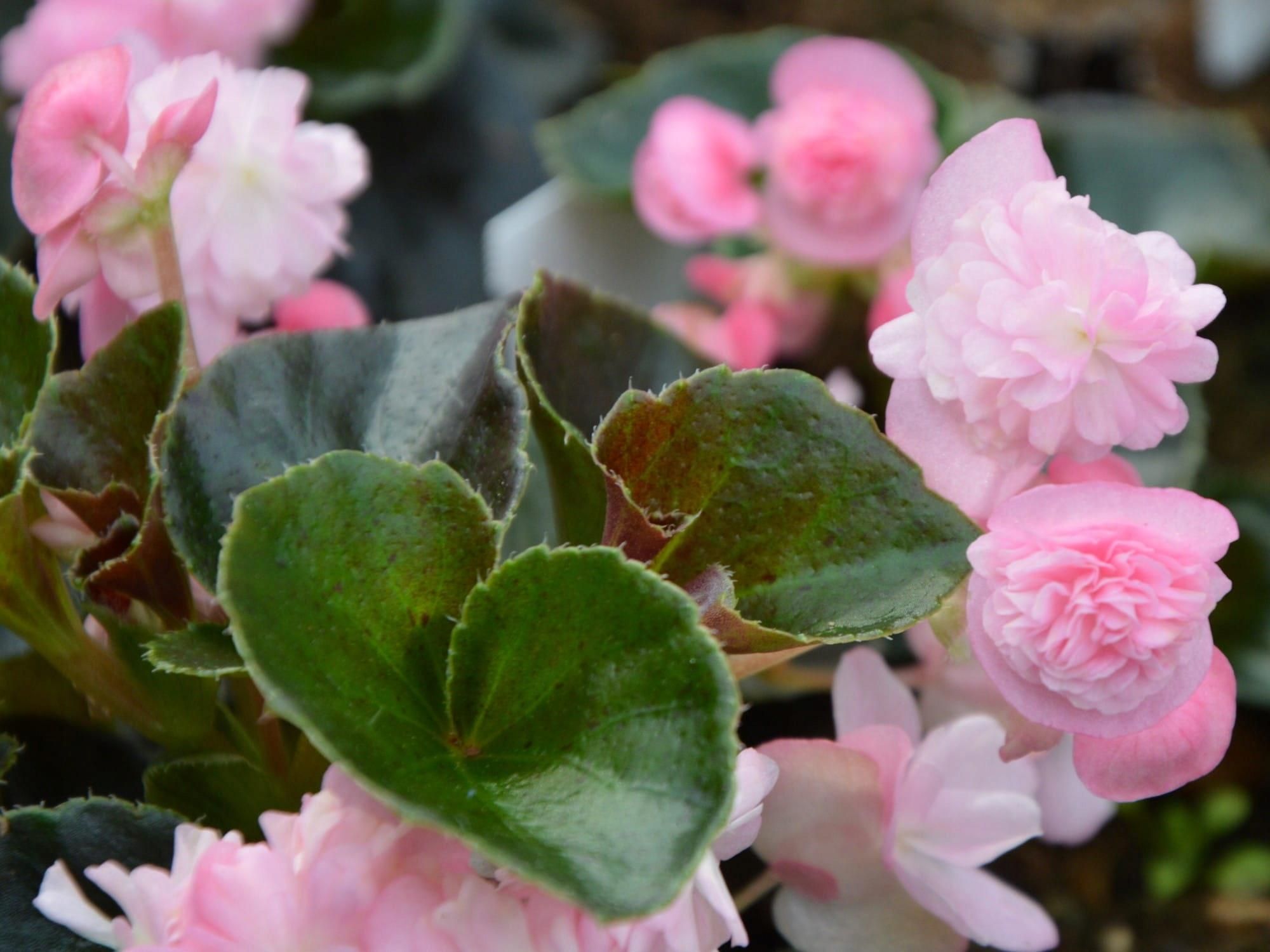 Begonia Doublet Pink Różowe Kwiaty Długo Kwitnąca - Ceny i opinie ...
