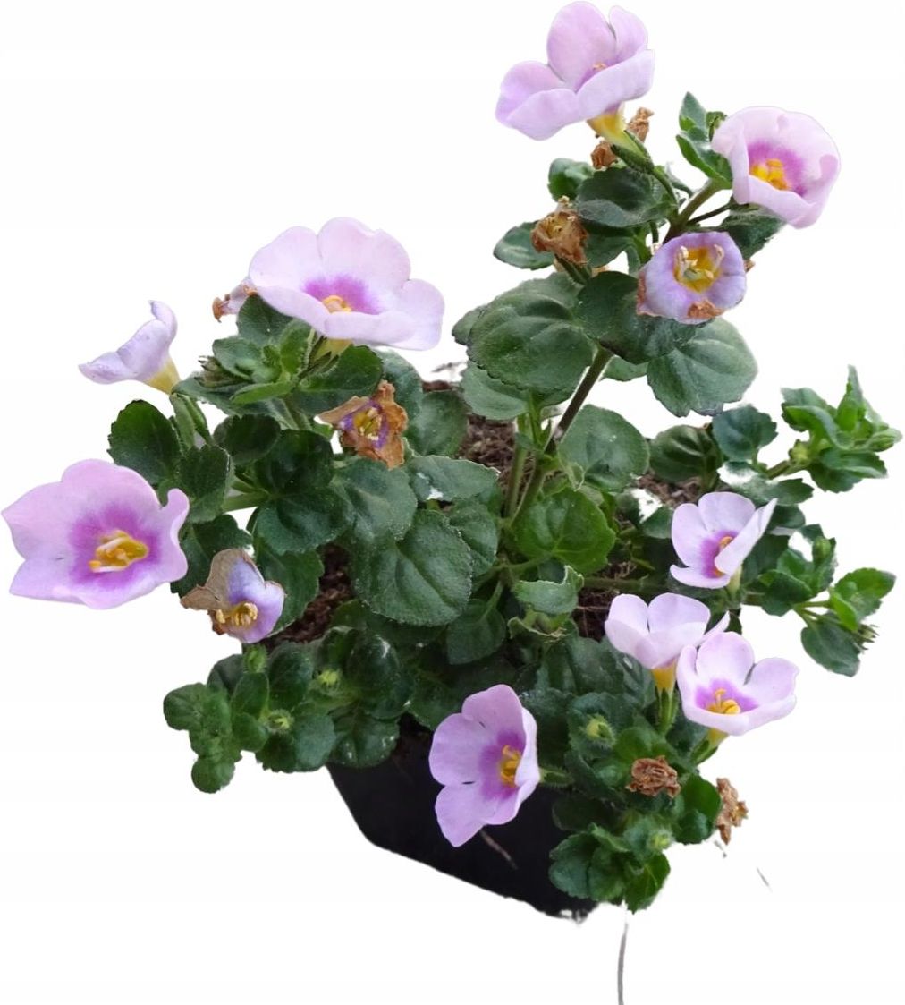 Bakopa Bacopa Różowa Idealna Do Kompozycji - Ceny i opinie - Ceneo.pl