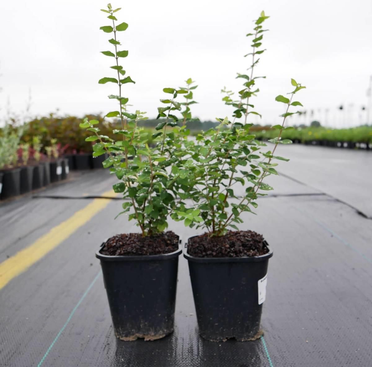 Śnieguliczka Doorenbosa Magic Berry - Ceny i opinie - Ceneo.pl