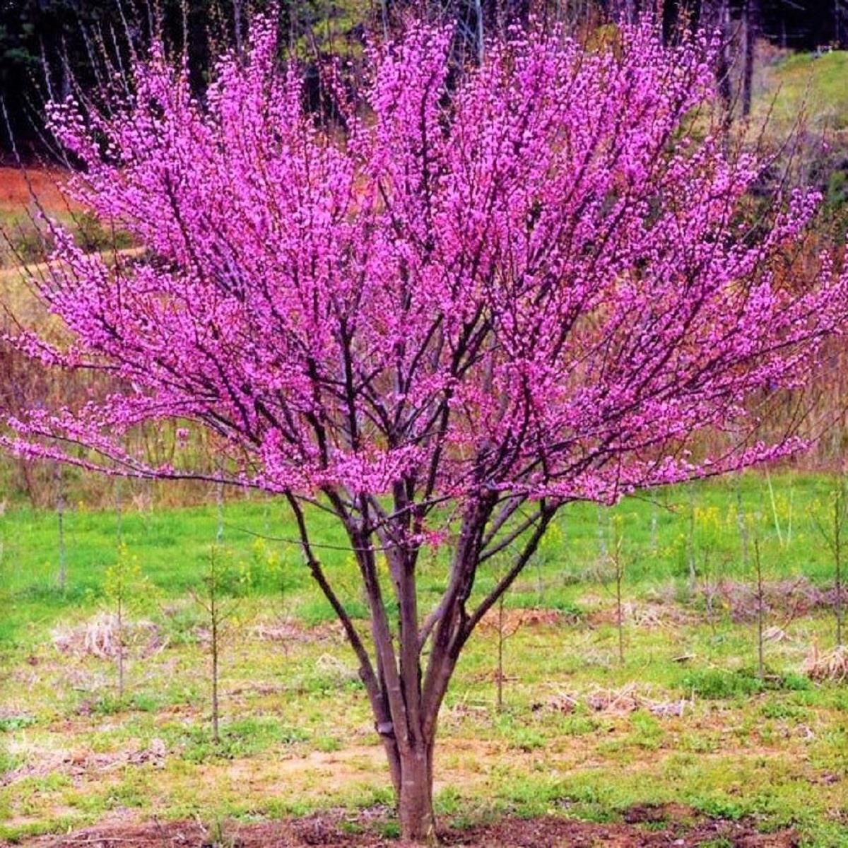 Judaszowiec Kanadyjski Sadzonka - Ceny i opinie - Ceneo.pl