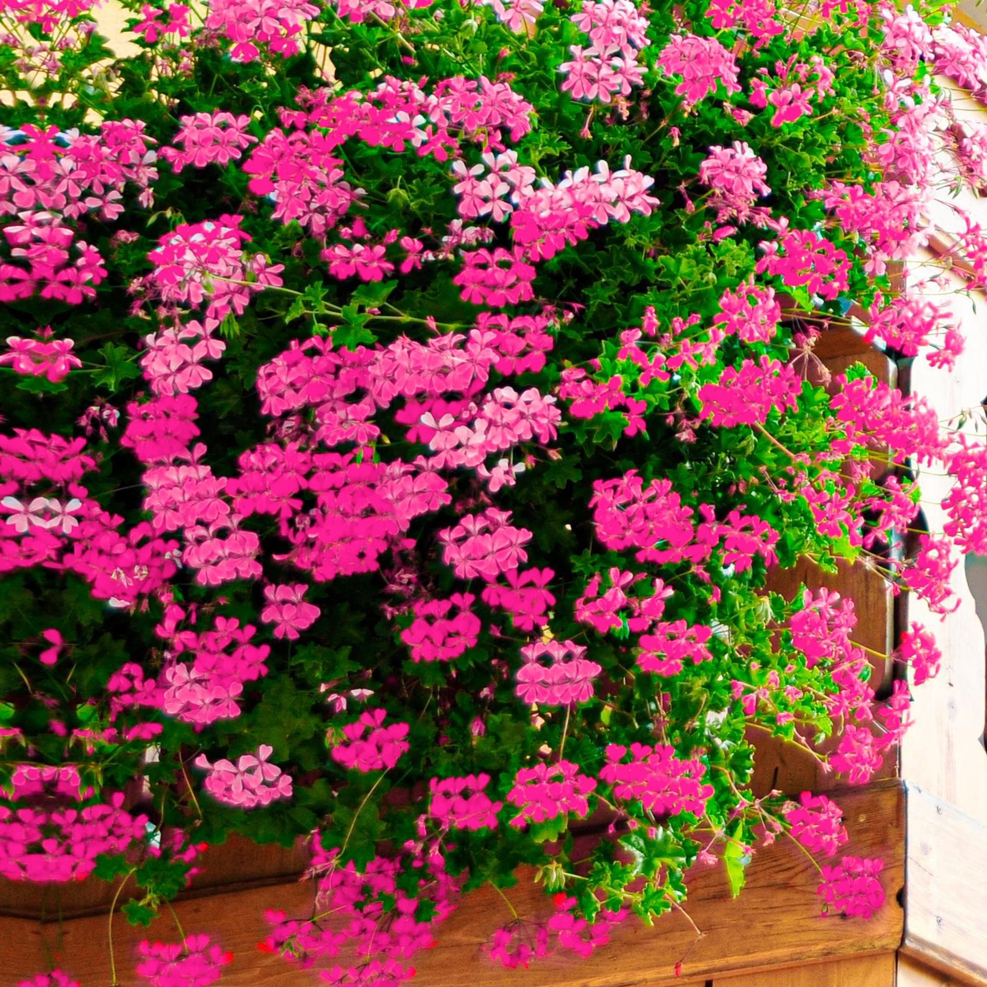 Sadzonek Pelargonia Wisząca Balkonowa Różowa 10 - Ceny i opinie - Ceneo.pl