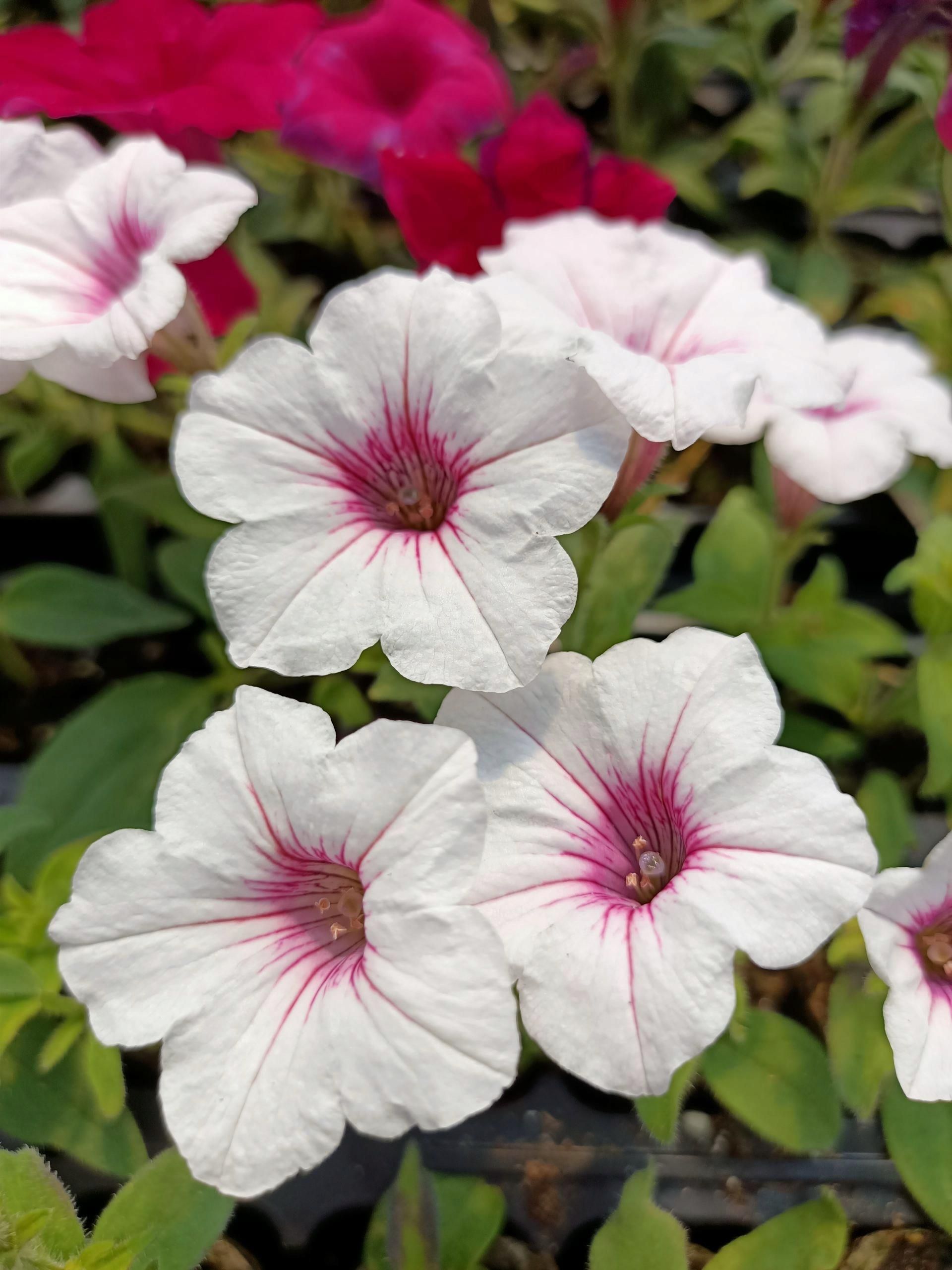 Supertunia Vista Silverberry 6 Sadzonek - Ceny i opinie - Ceneo.pl