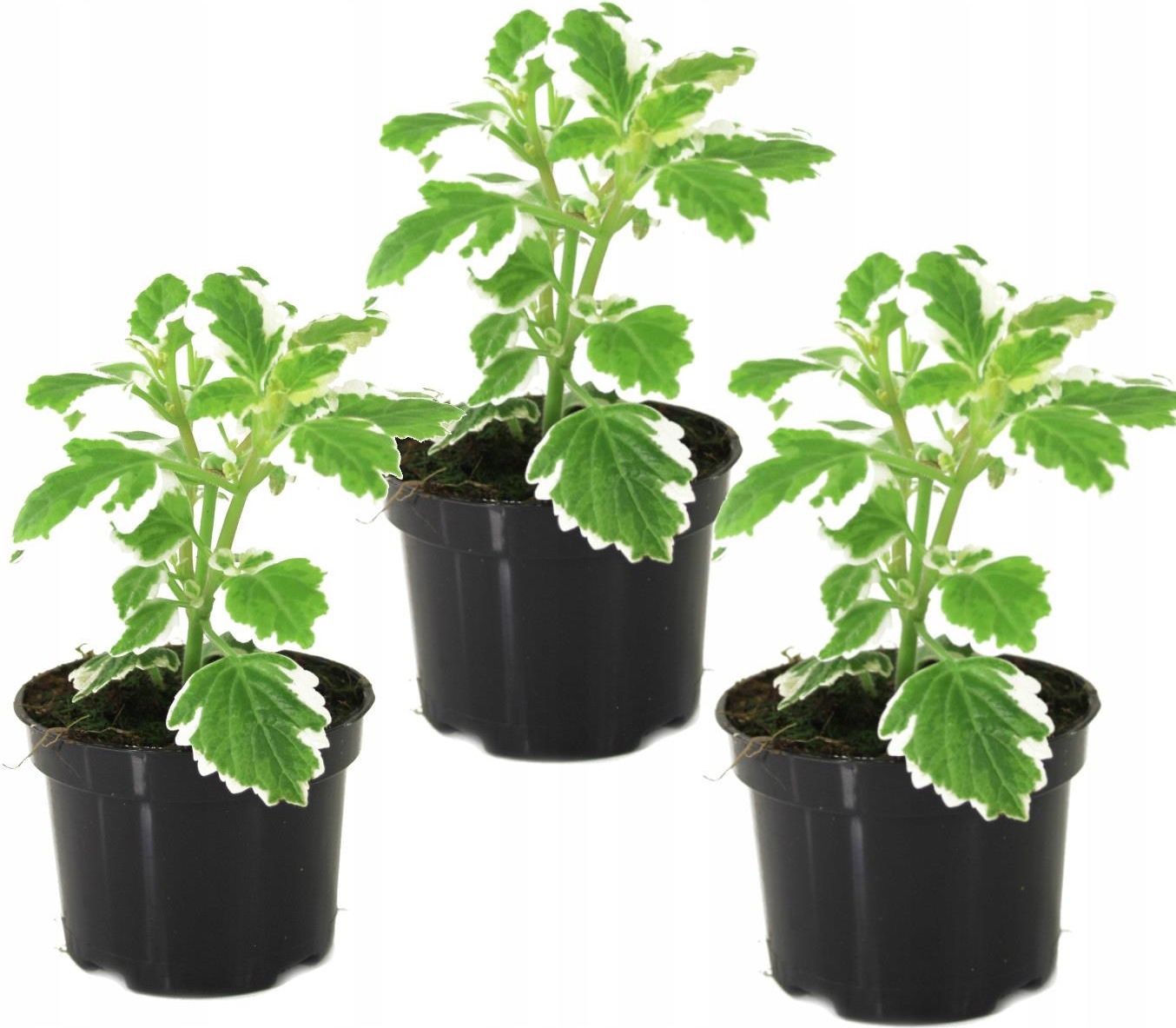 Komarzyca Odstrasza Komary, Owady Komarowiec 3x - Ceny i opinie - Ceneo.pl