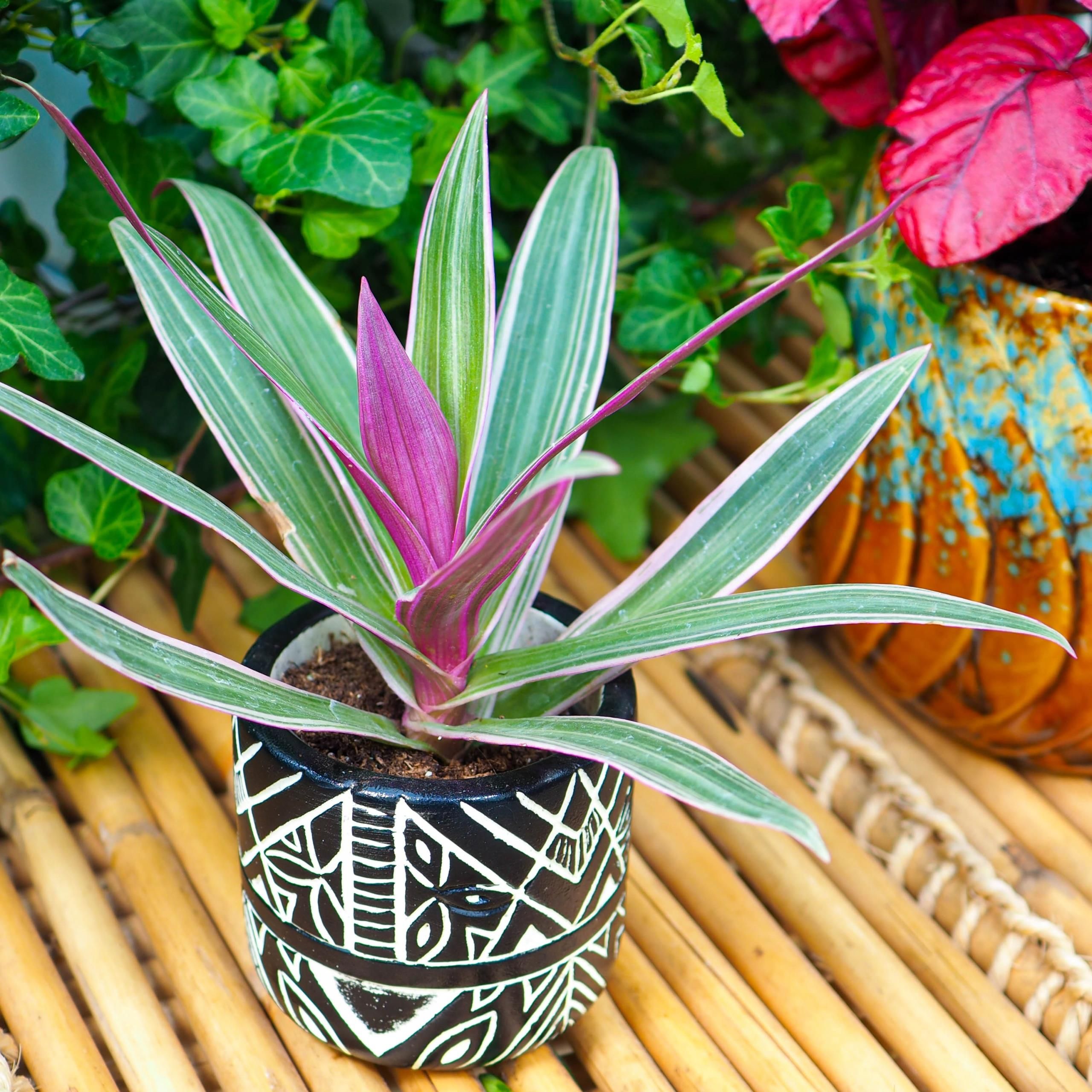 Trzykrotka Reo Tradescantia Spathacea Fioletowa - Ceny i opinie - Ceneo.pl