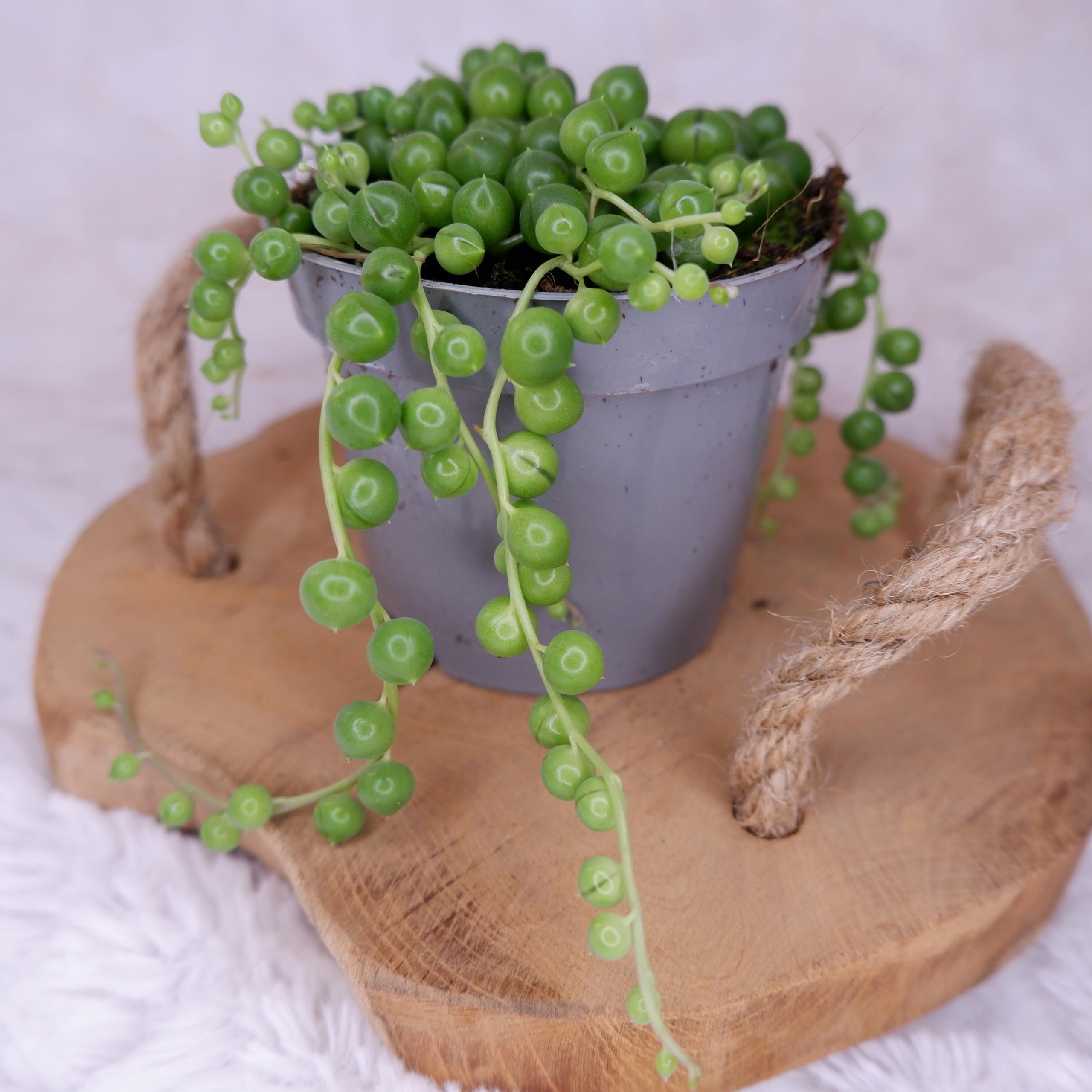 Senecio Rowleyanus Starzec Rowleya D.9cm - Ceny i opinie - Ceneo.pl