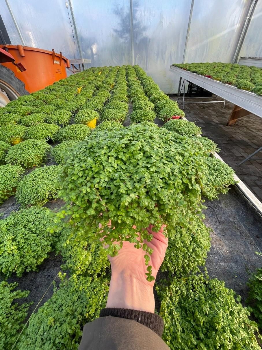 Mięta Ozdobna Mini Mint - Ceny i opinie - Ceneo.pl