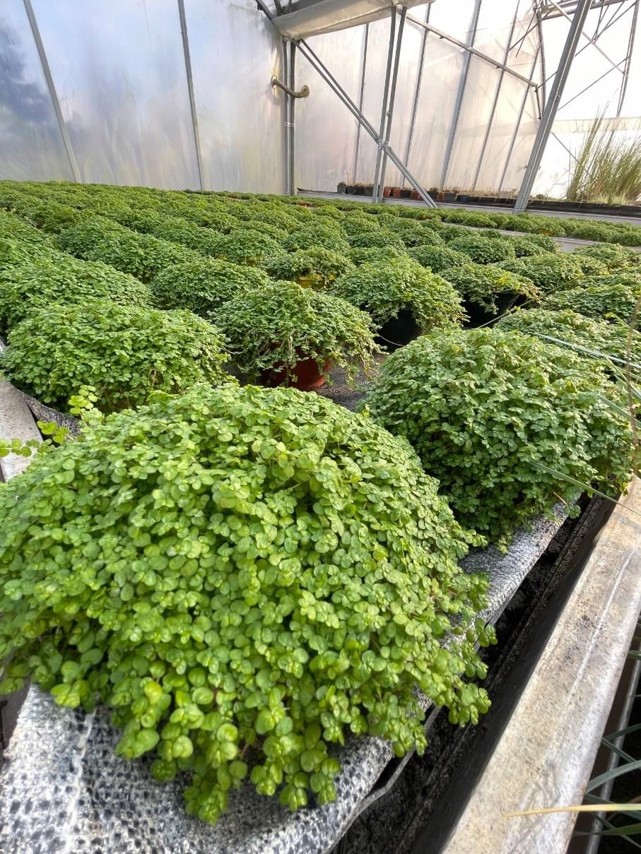 Mięta Ozdobna Mini Mint - Ceny i opinie - Ceneo.pl