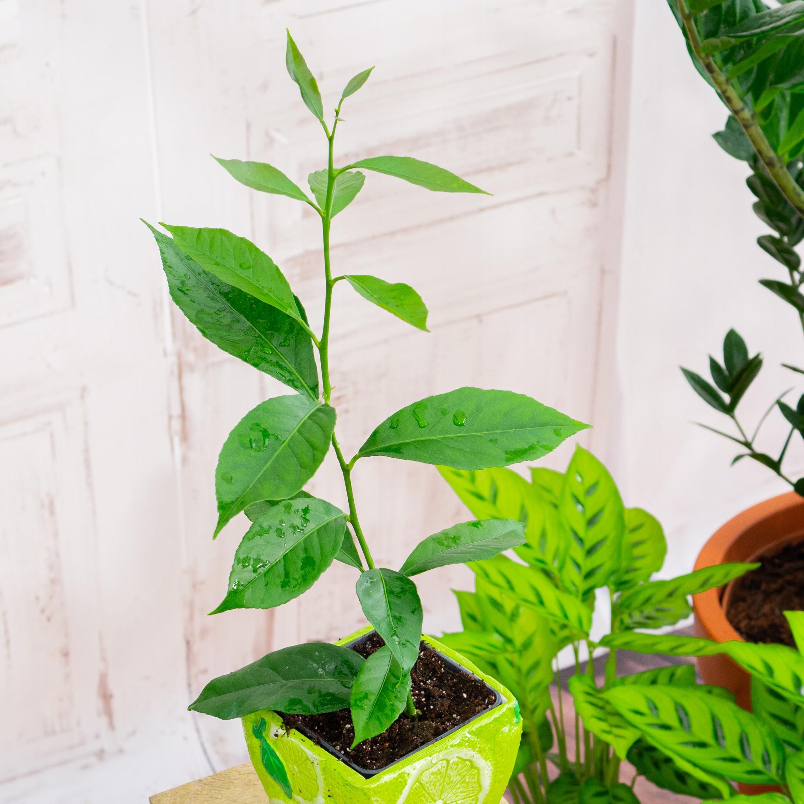 Limonka Citrus Limoen Drzewko Limonkowe - Ceny i opinie - Ceneo.pl