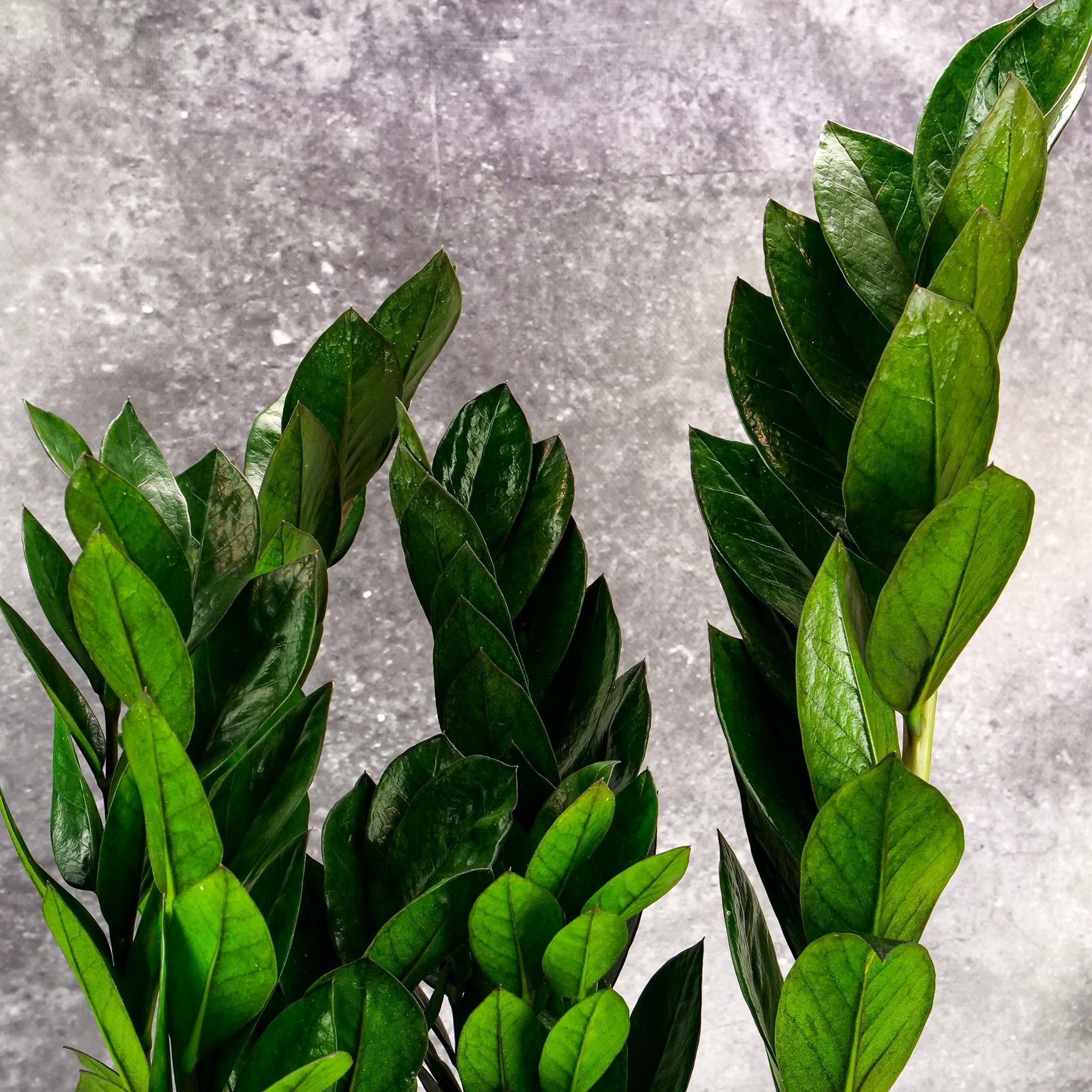 Zamioculcas Zamiokulkas Raven Czarny Wysok D19cm - Ceny i opinie - Ceneo.pl