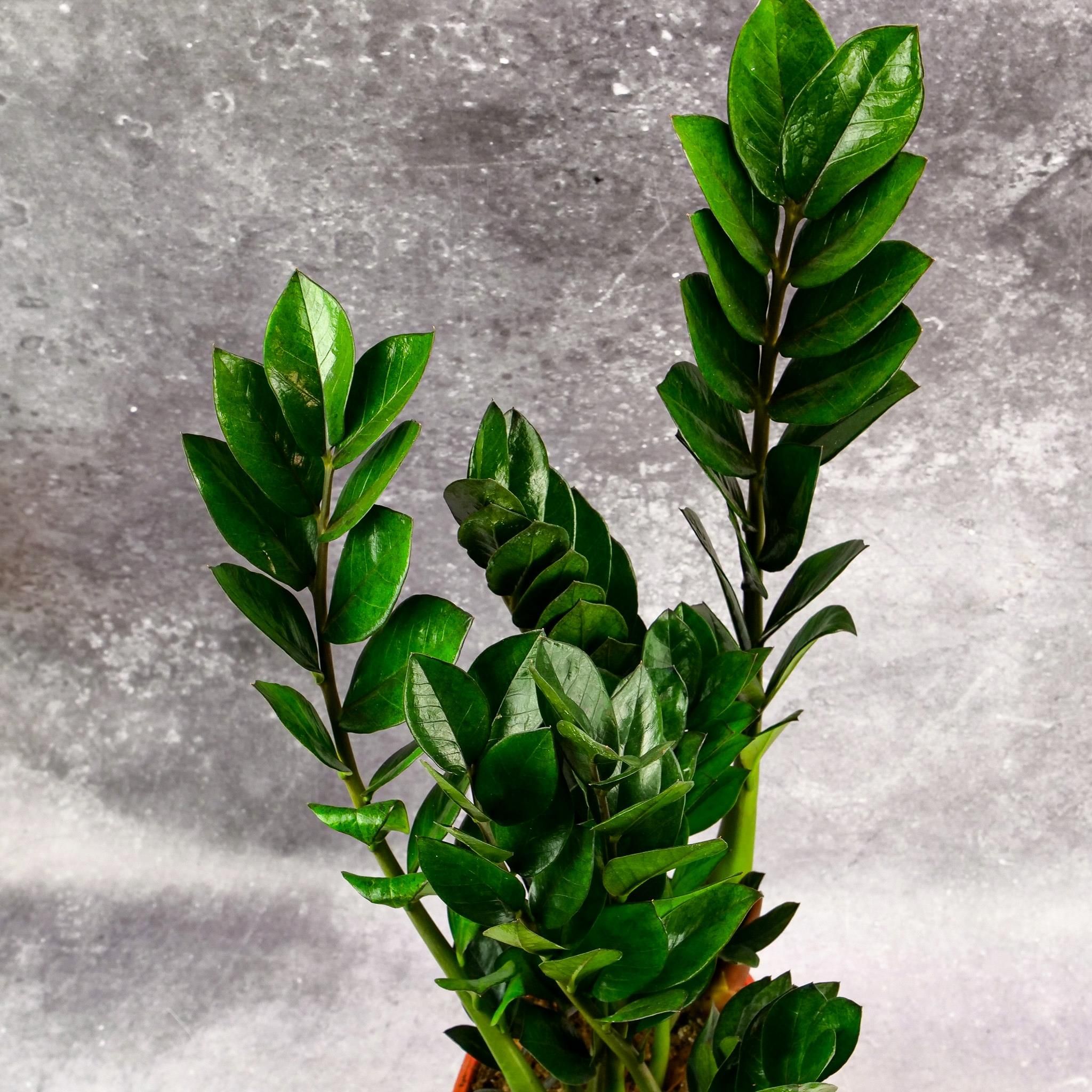 Zamioculcas Zamiokulkas Raven Czarny Wysok D19cm - Ceny i opinie - Ceneo.pl
