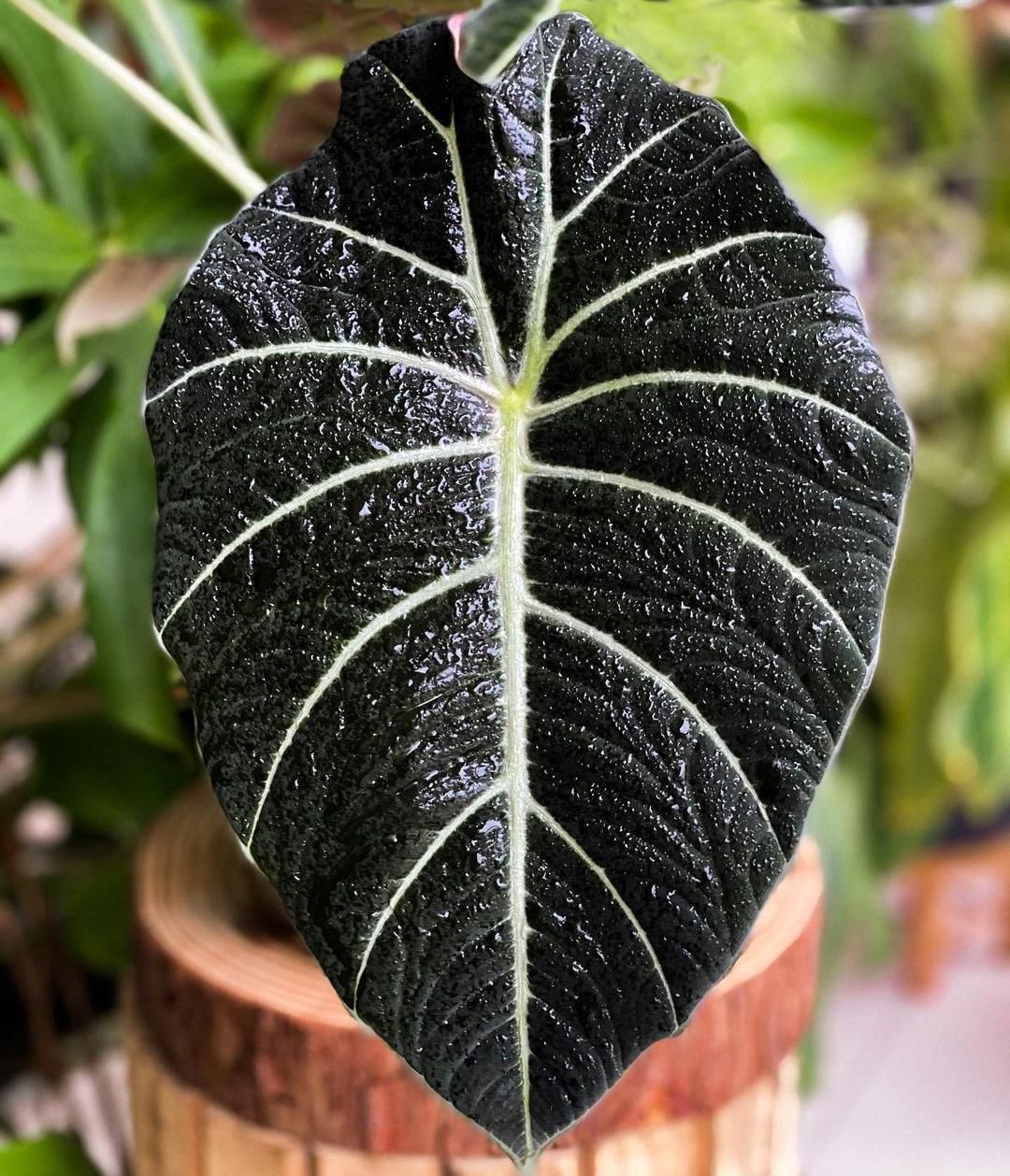 Alocasia Black Velvet Alokazja - Ceny i opinie - Ceneo.pl
