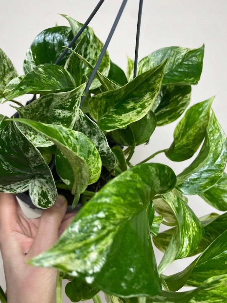 Epipremnum Marble Queen Wiszące - Ceny i opinie - Ceneo.pl