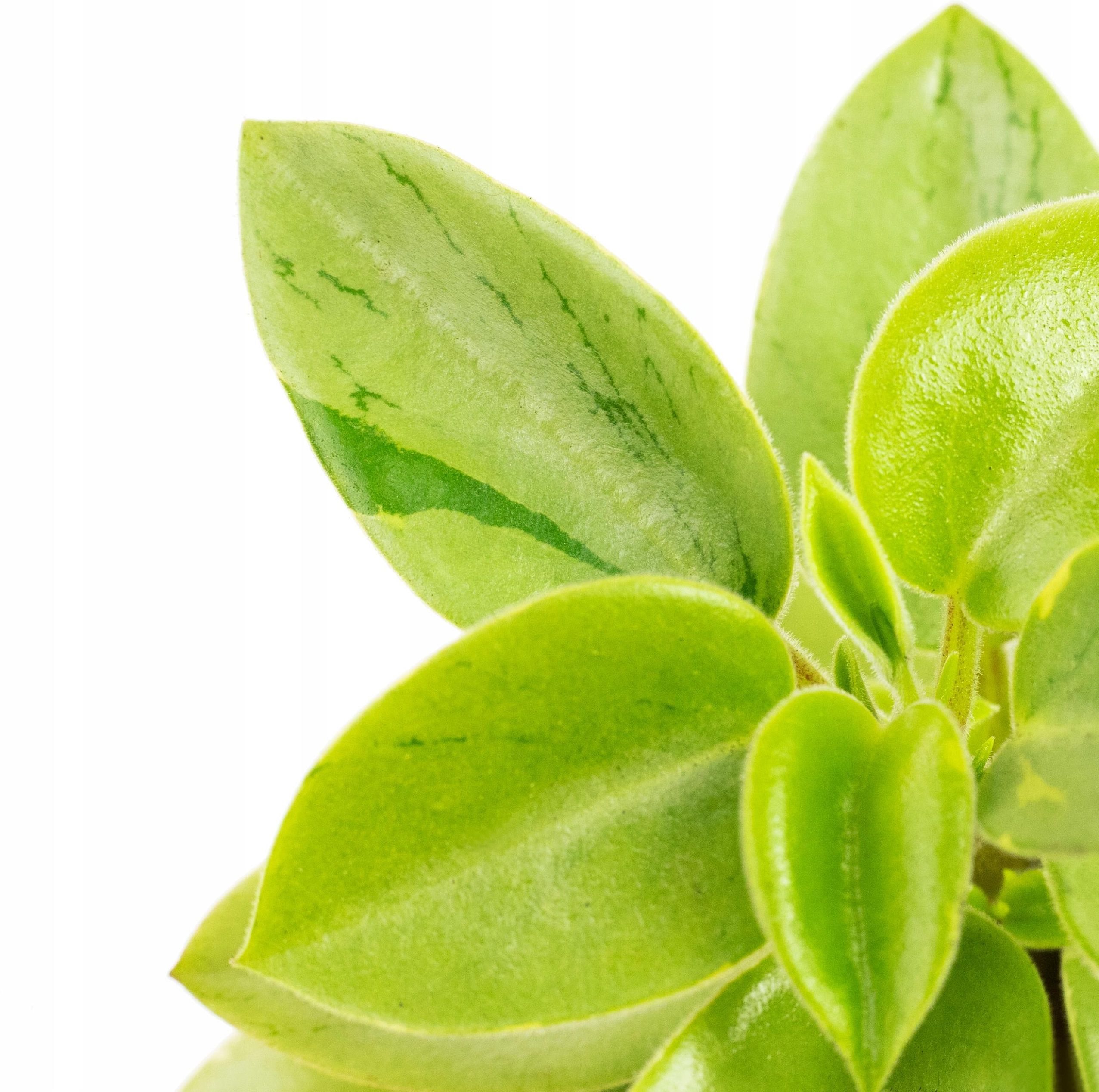 Peperomia Orba Pixie Lime -Limonkowe Liście - Ceny i opinie - Ceneo.pl