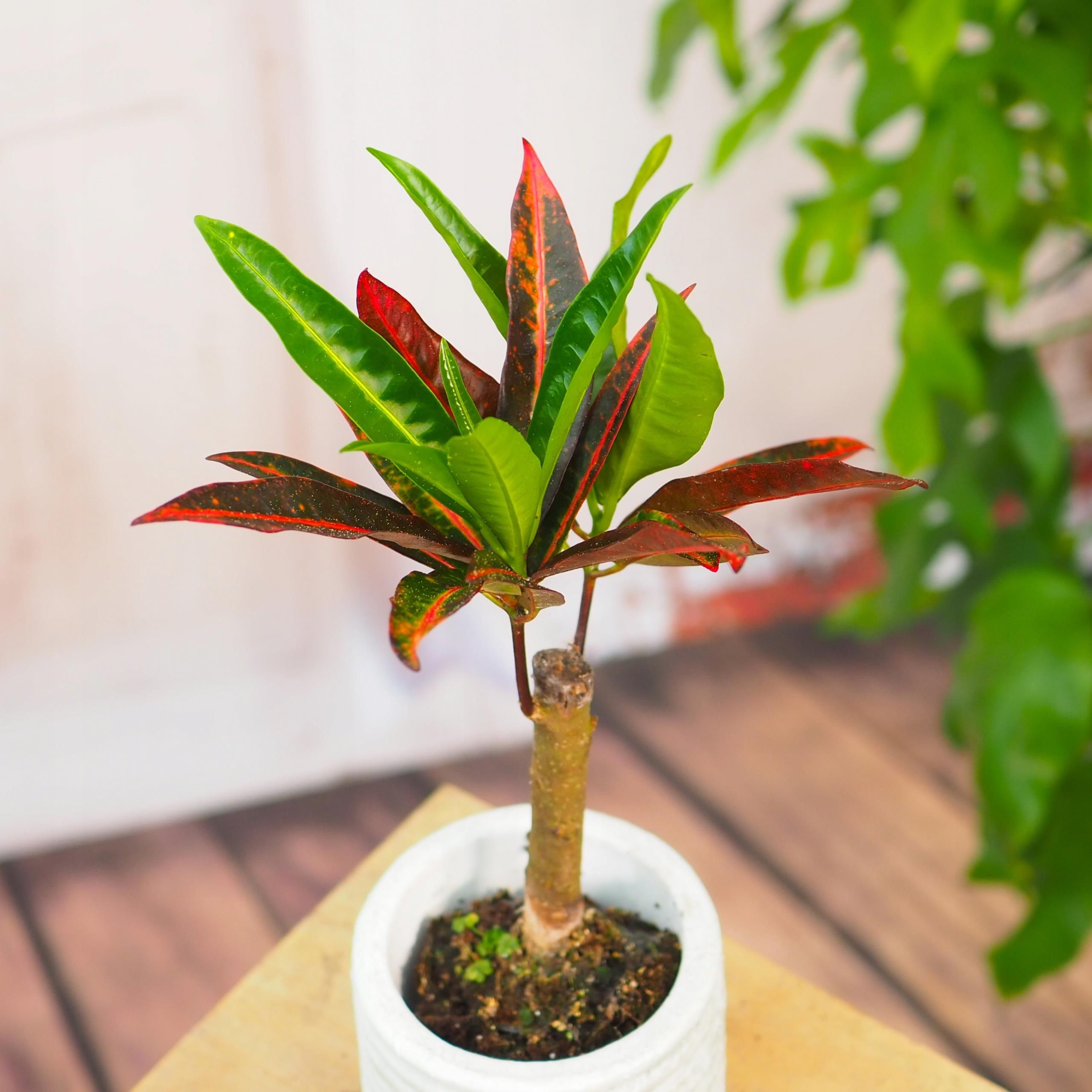 Codiaeum Variegata Excurrens Kroton Drzewko - Ceny i opinie - Ceneo.pl