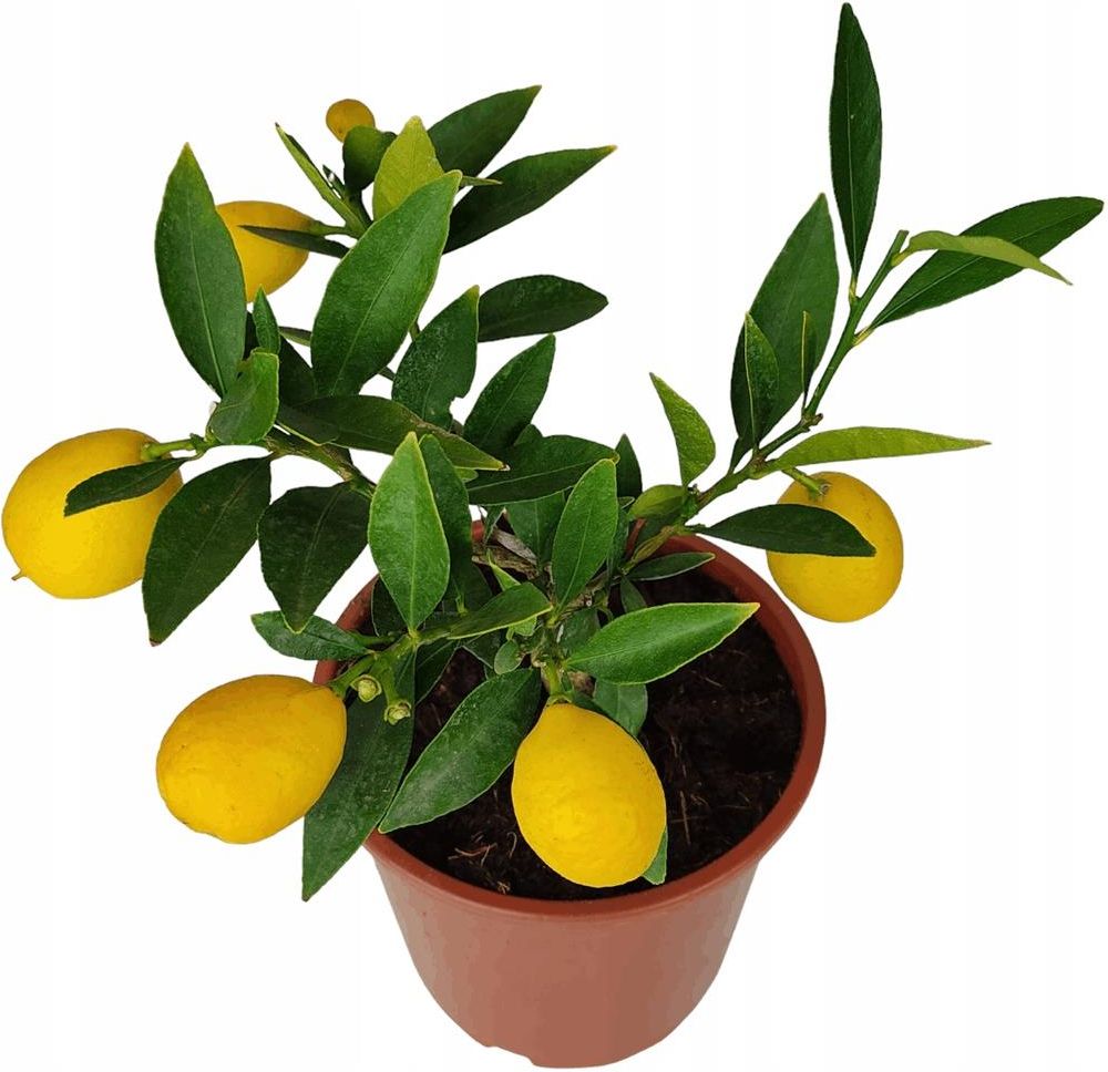Drzewko Cytrusowe Limkwat Cytrus Owoce - Ceny i opinie - Ceneo.pl