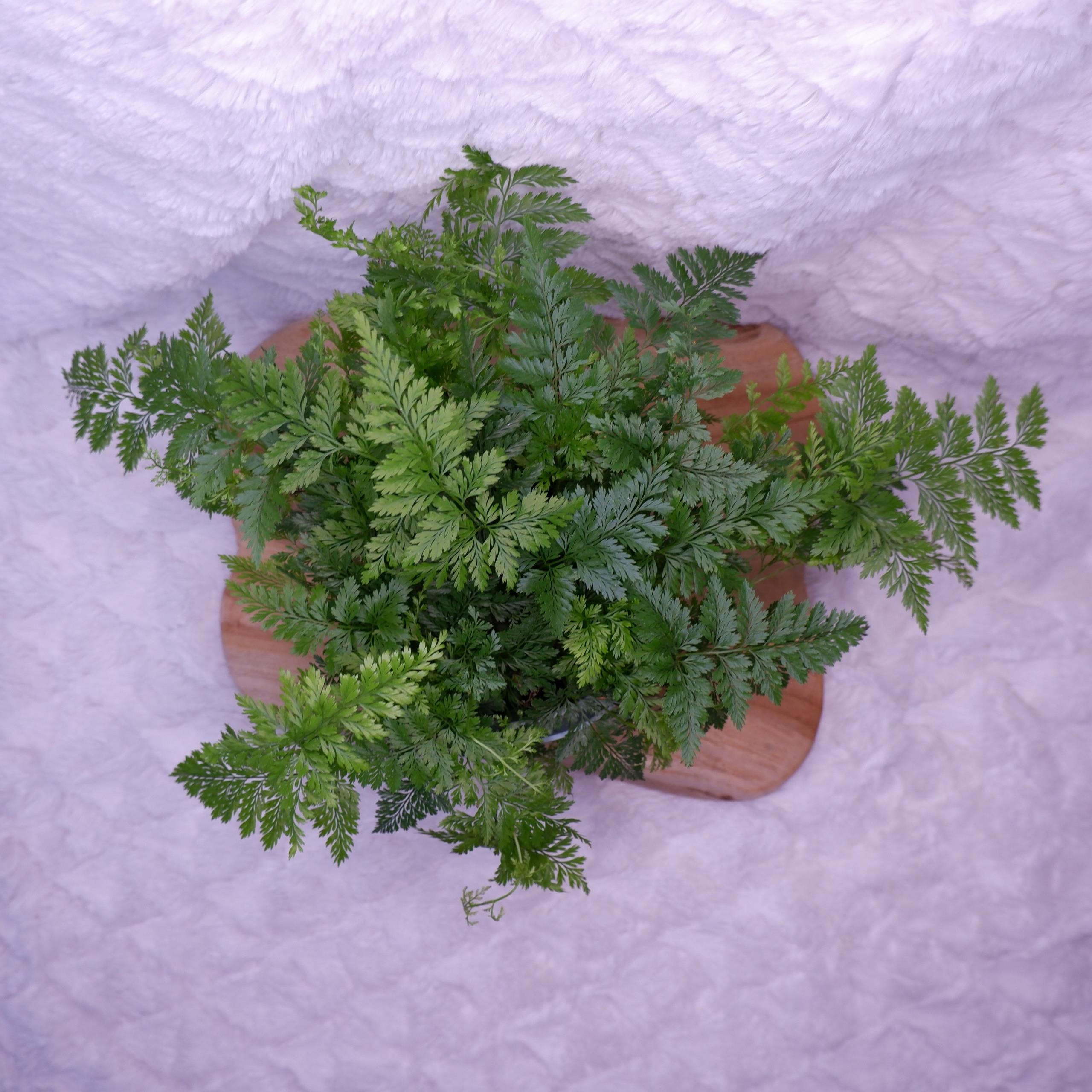 Dawalia Davallia Nogi Pająka Humata Tyermanii D13C - Ceny i opinie ...