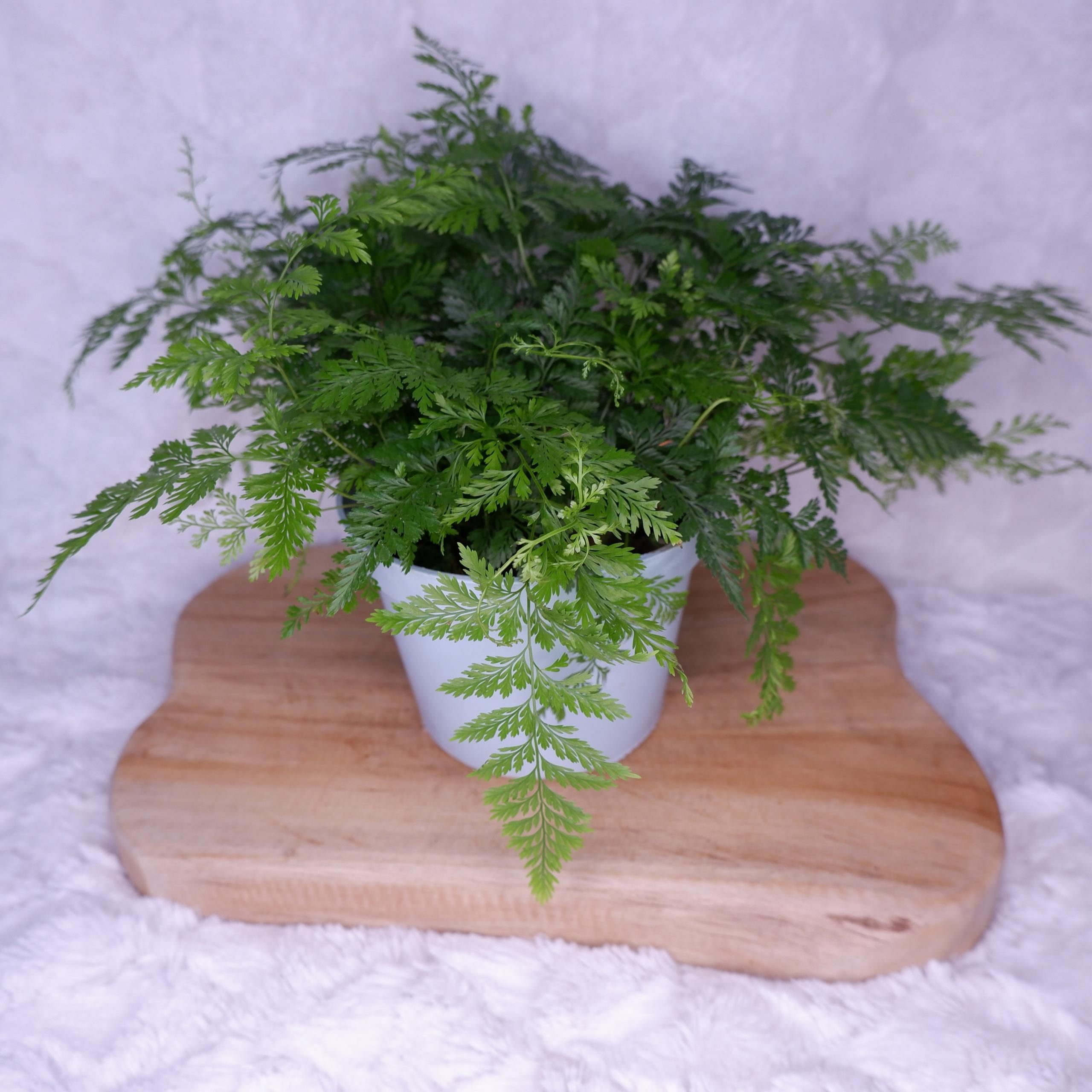 Dawalia Davallia Nogi Pająka Humata Tyermanii D13C - Ceny i opinie ...