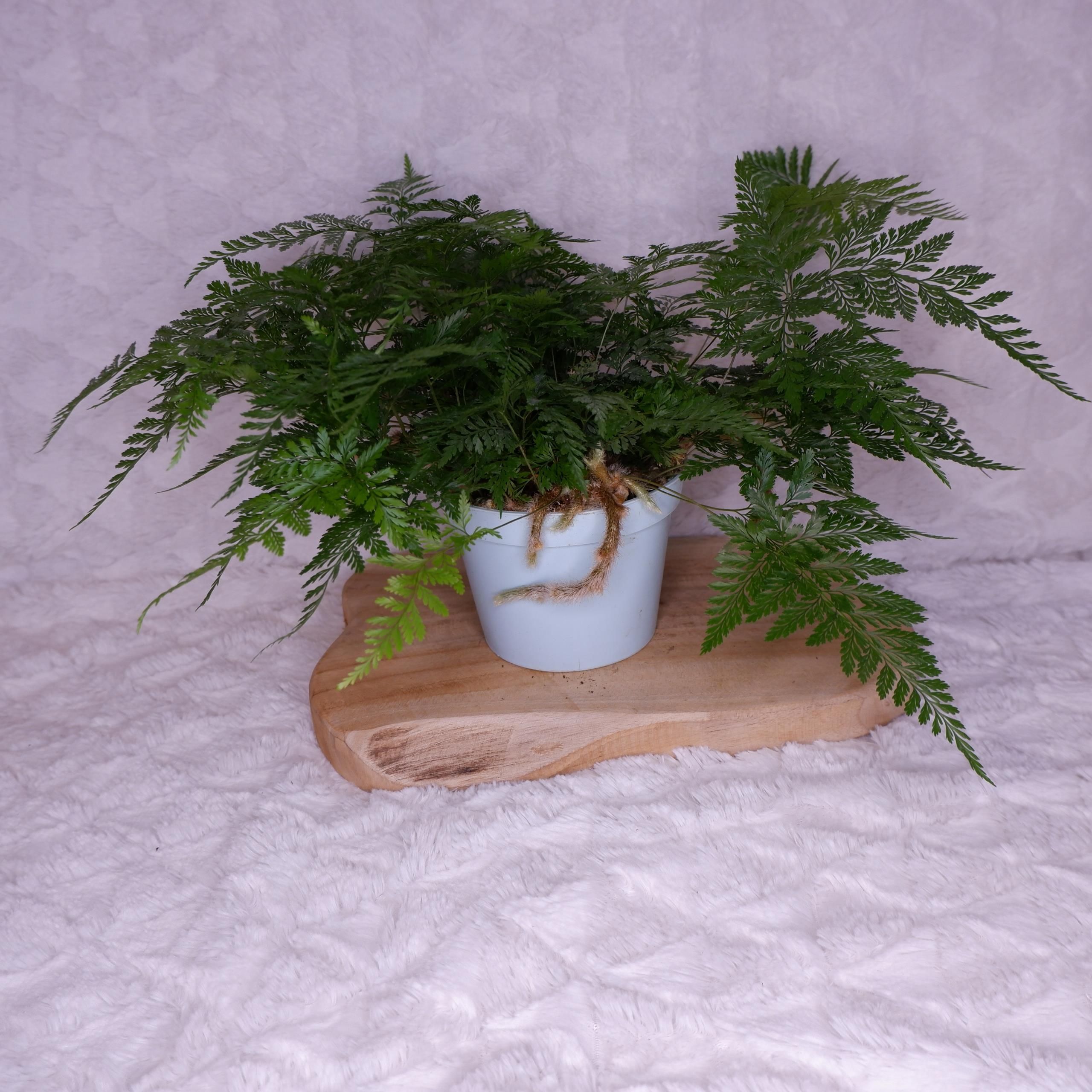 Dawalia Davallia Nogi Pająka Humata Tyermanii D13C - Ceny i opinie ...