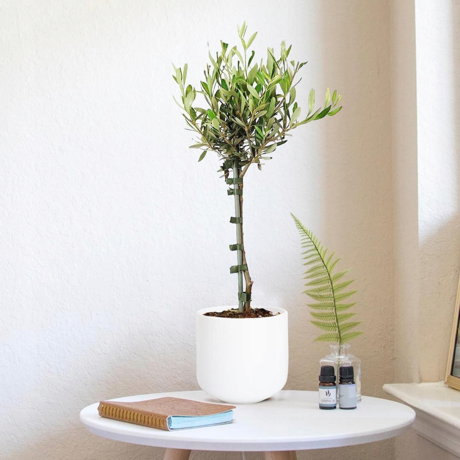 Drzewko Oliwne Oliwka Europejska Oliwka Na Pniu - Ceny i opinie - Ceneo.pl