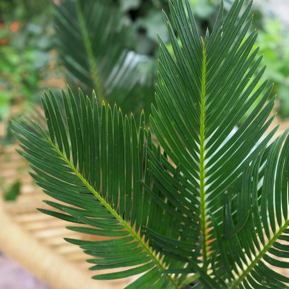 Cycas Cykas Zielona Palma Sagowiec Pień - Ceny i opinie - Ceneo.pl