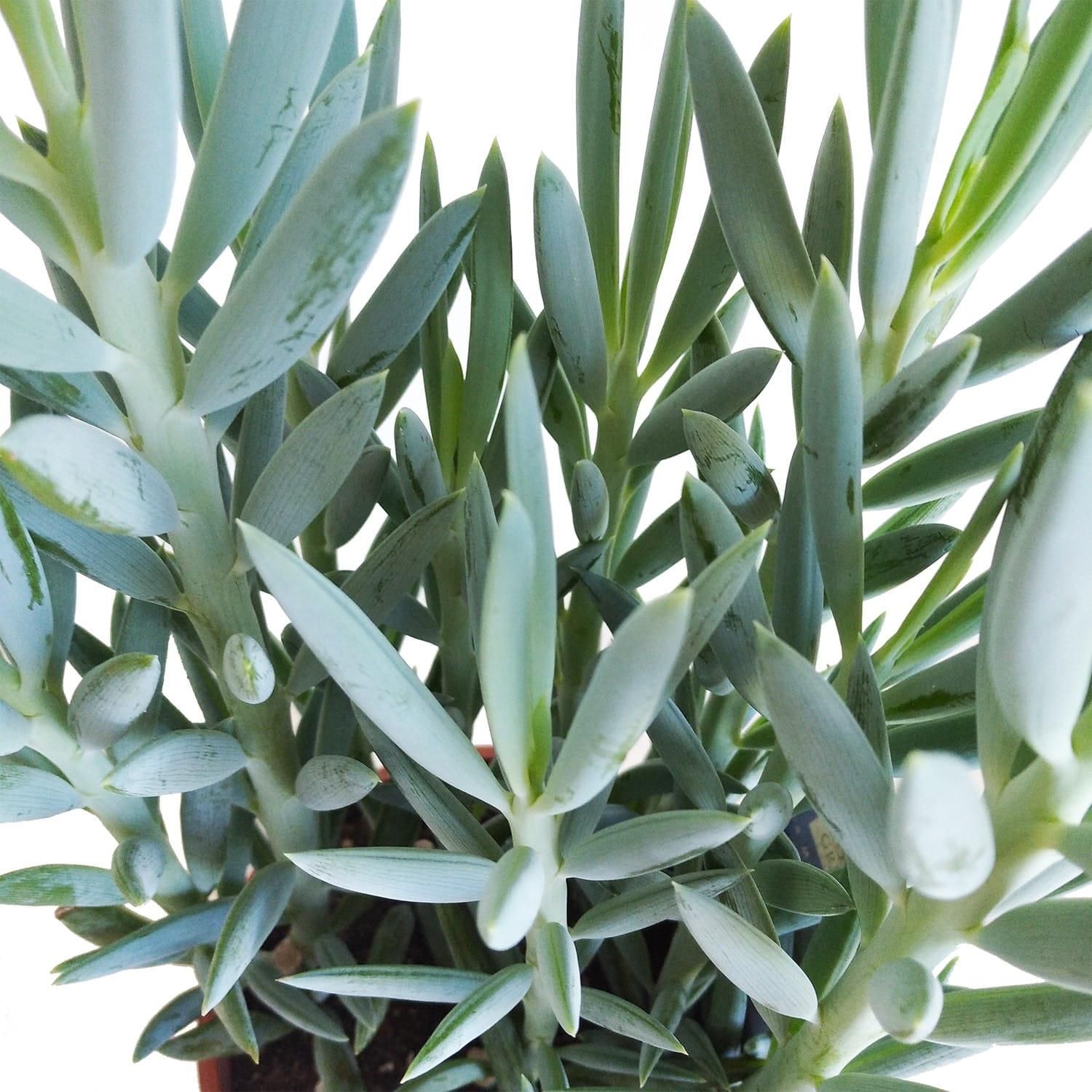 Senecio Starzec Curio Ficoides Niebieski Sukulent - Ceny i opinie ...