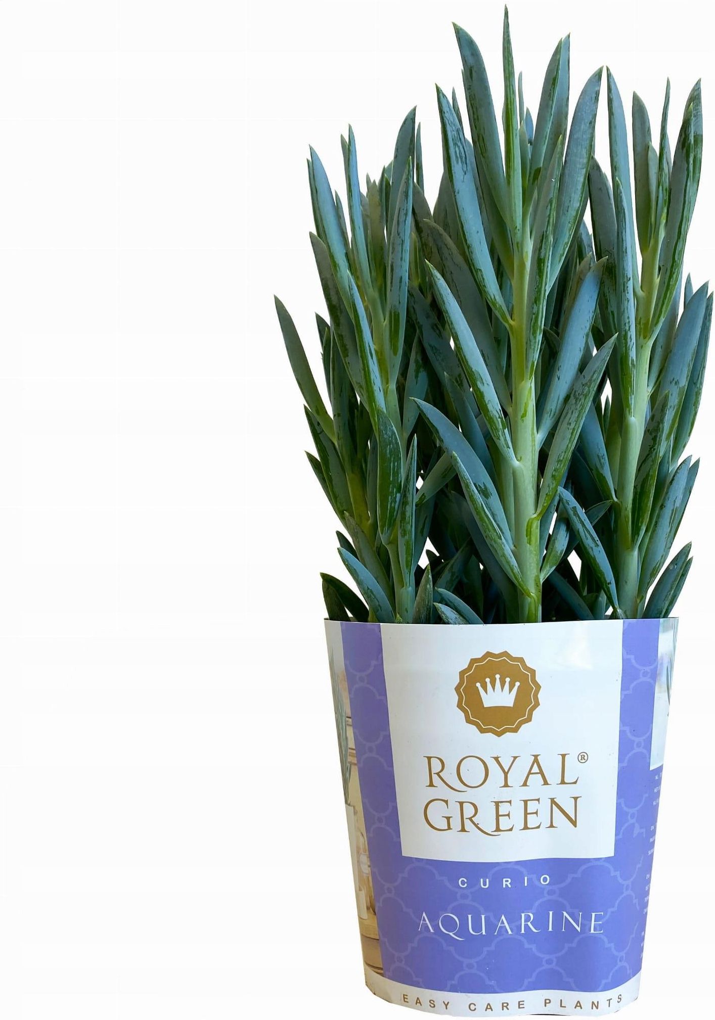 Senecio Starzec Curio Ficoides Niebieski Sukulent - Ceny i opinie ...