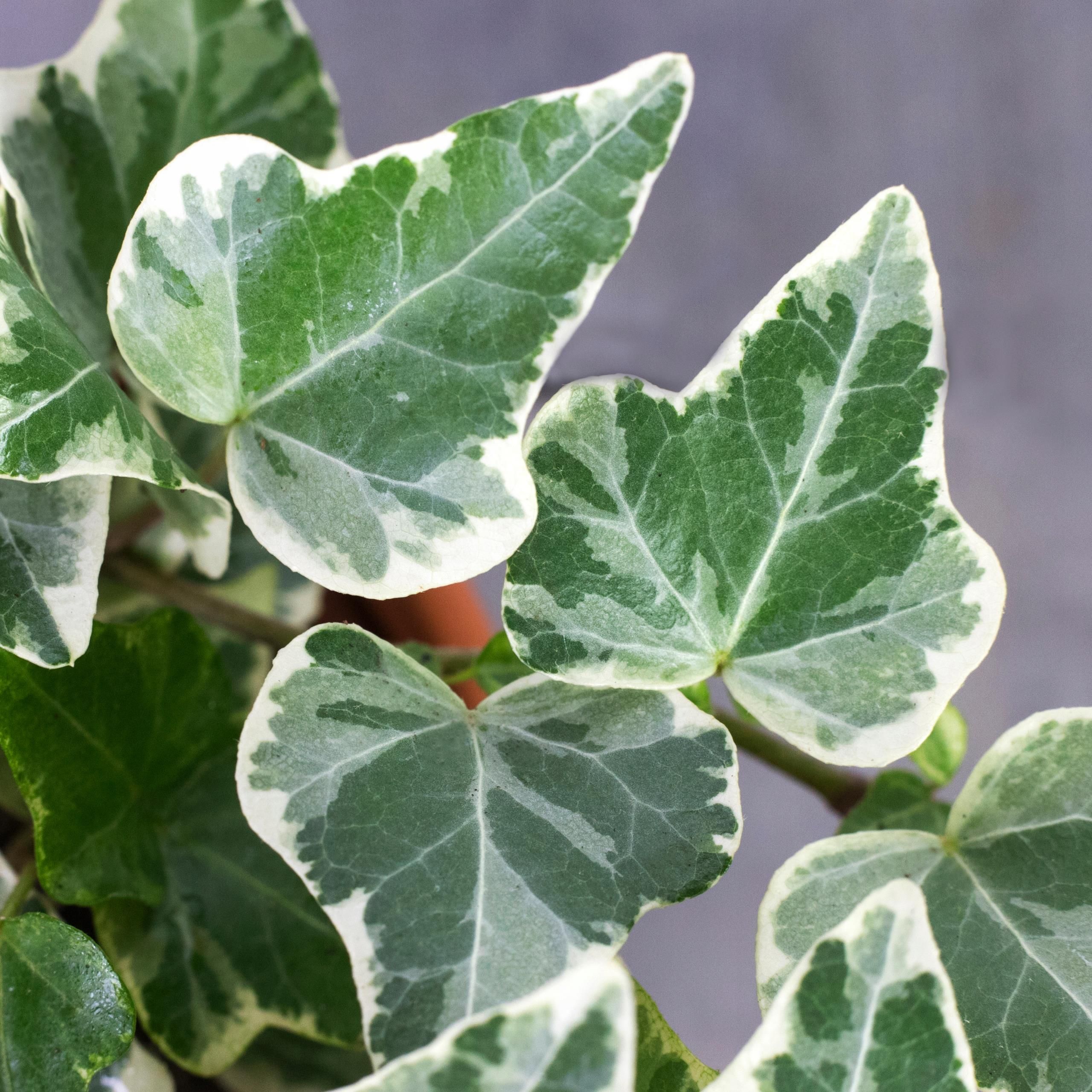Hedera Helix Variegata Bluszcz- Pstre Liście M - Ceny i opinie - Ceneo.pl