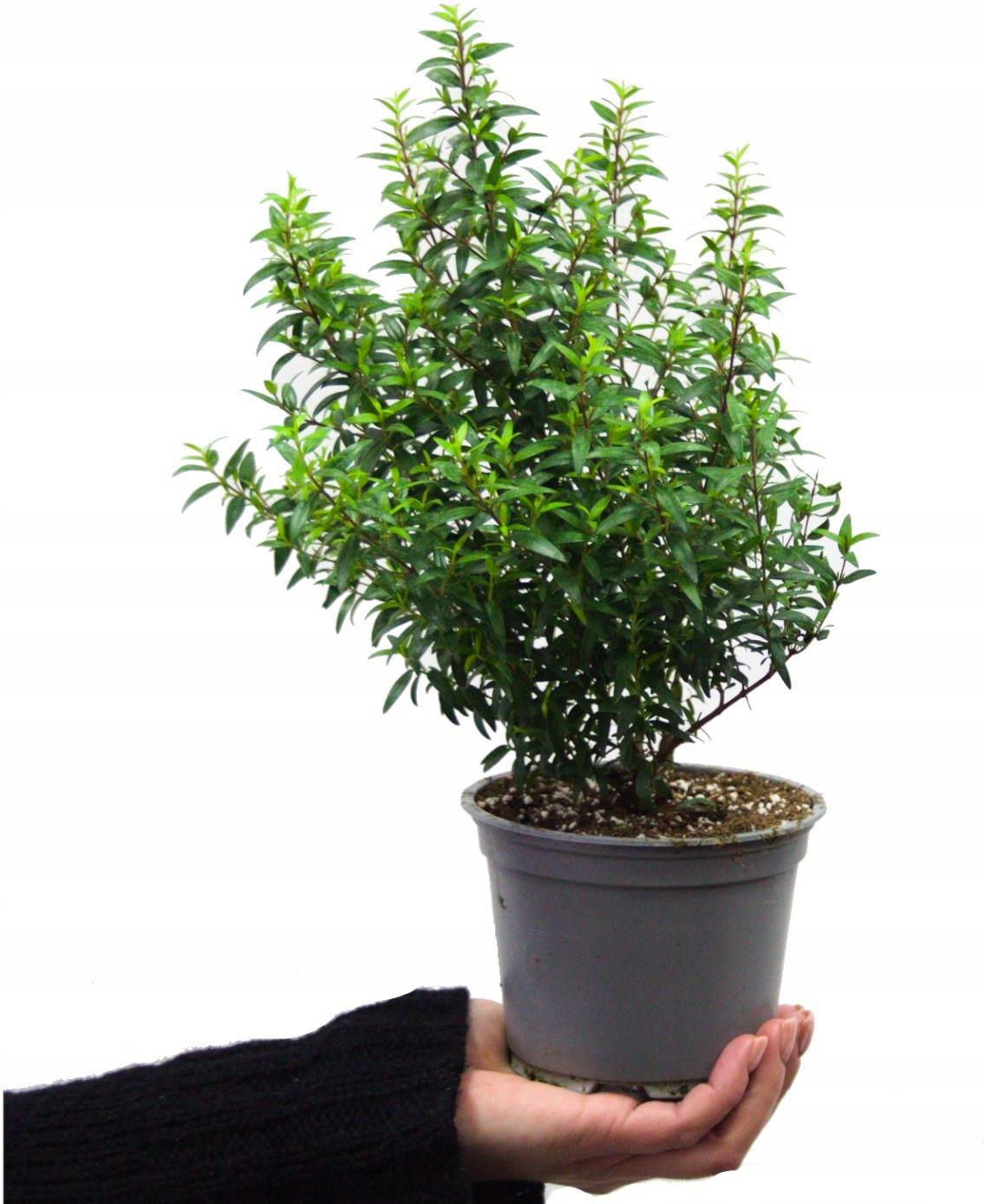 Roślina Doniczkowa Mirt Sadzonka W Doniczce Mirtus - Ceny i opinie ...