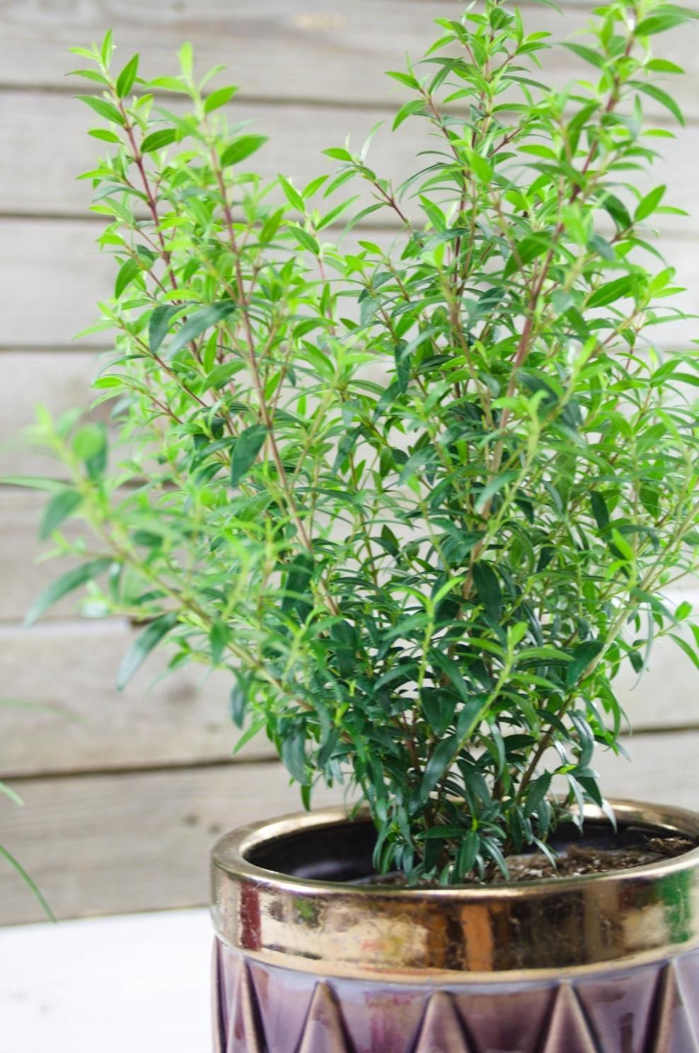 Roślina Doniczkowa Mirt Sadzonka W Doniczce Mirtus - Ceny i opinie ...