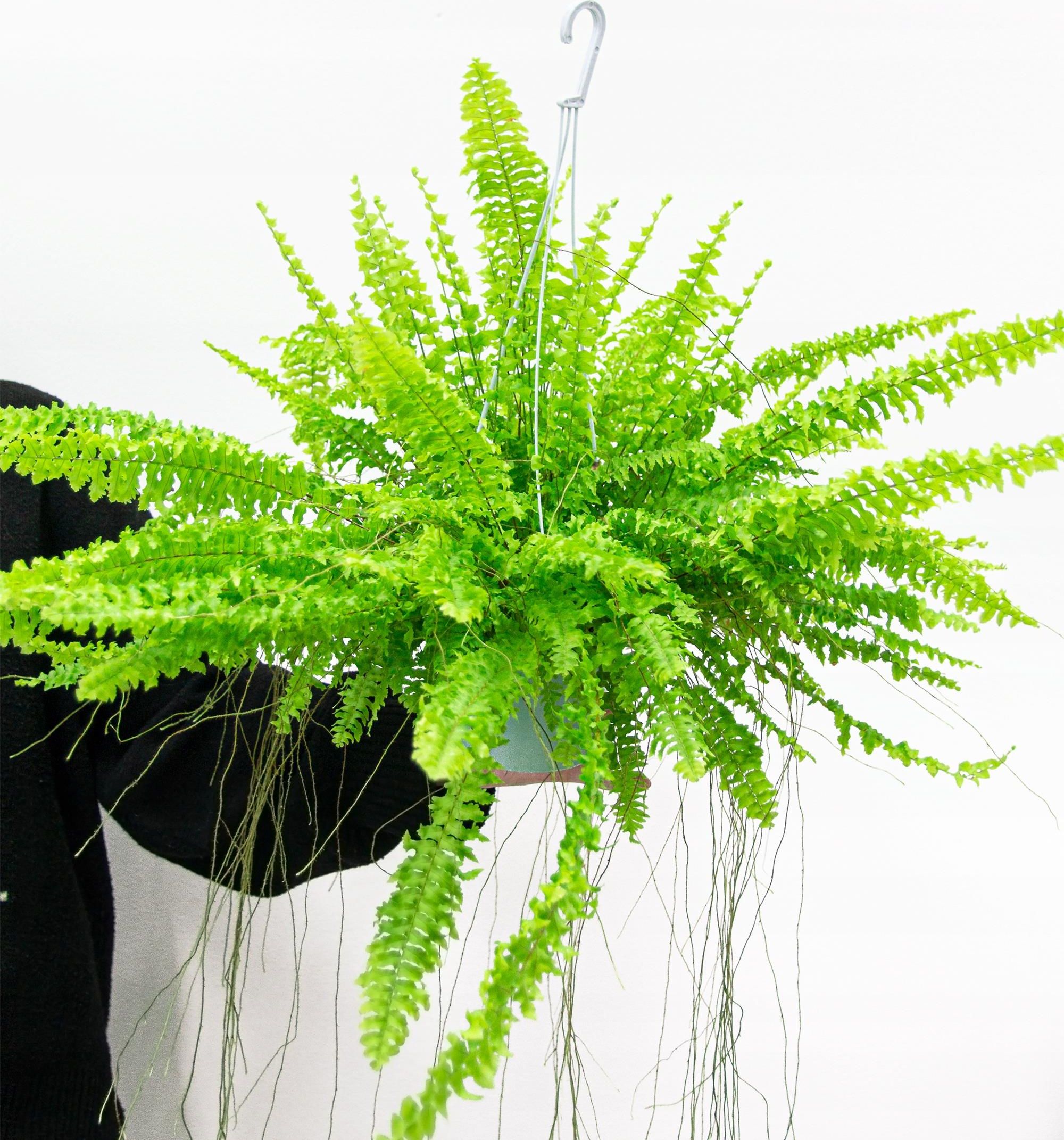 Paprotka Paproć Królewska Paprotka Nefrolepis - Ceny i opinie - Ceneo.pl