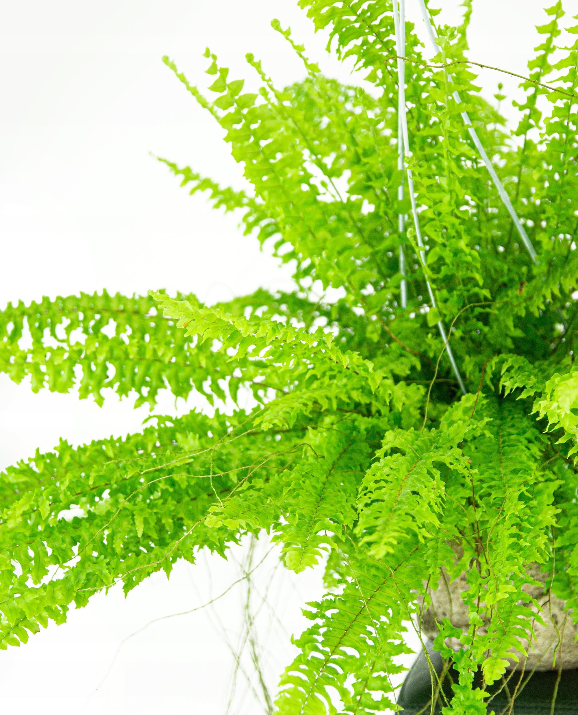 Paprotka Paproć Królewska Paprotka Nefrolepis - Ceny i opinie - Ceneo.pl