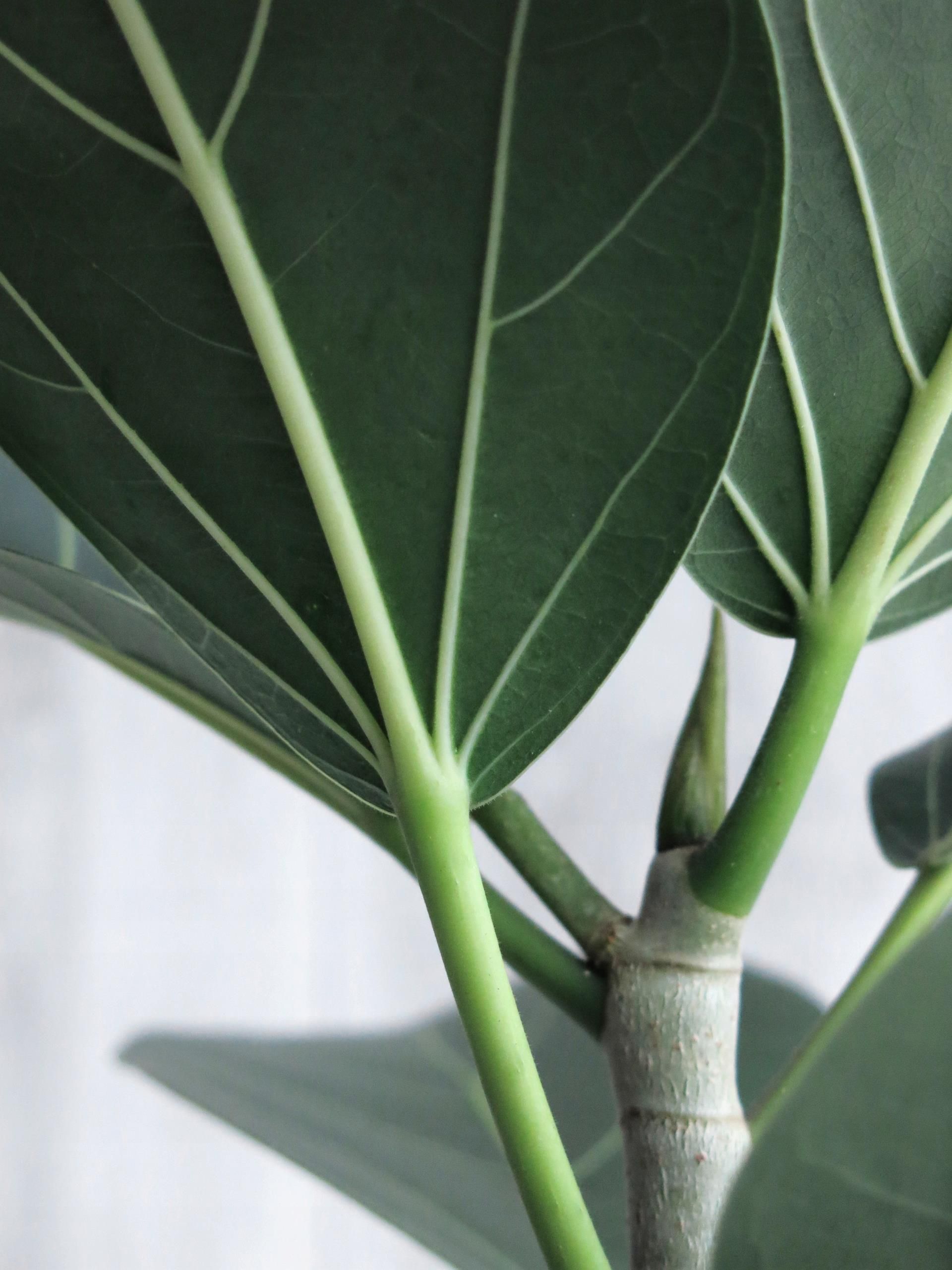 Fikus Bengalski Audrey Ficus Benghalensis 17cm - Ceny i opinie - Ceneo.pl